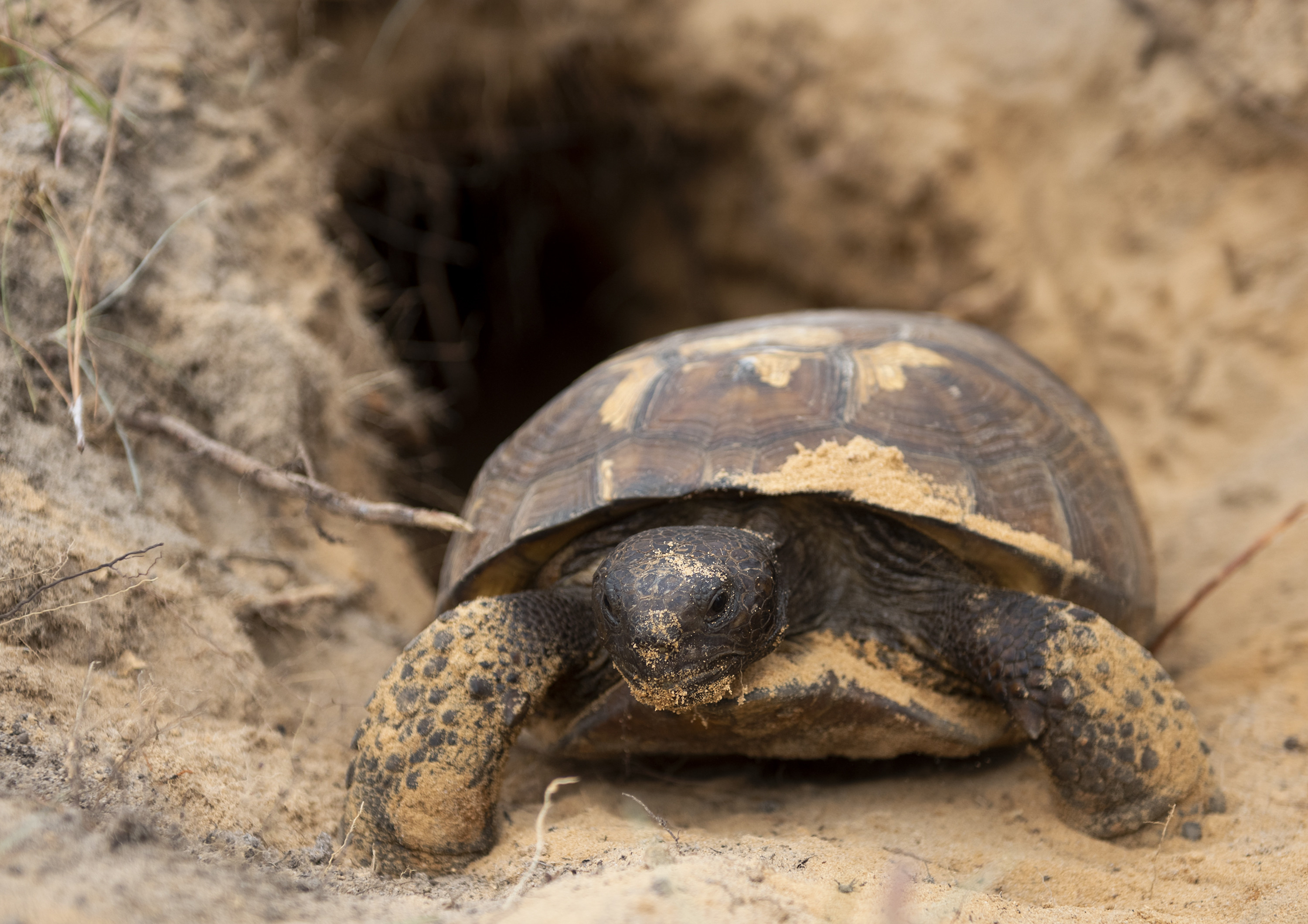 New gopher tortoises welcomed onto Eglin range > Air Education and ...
