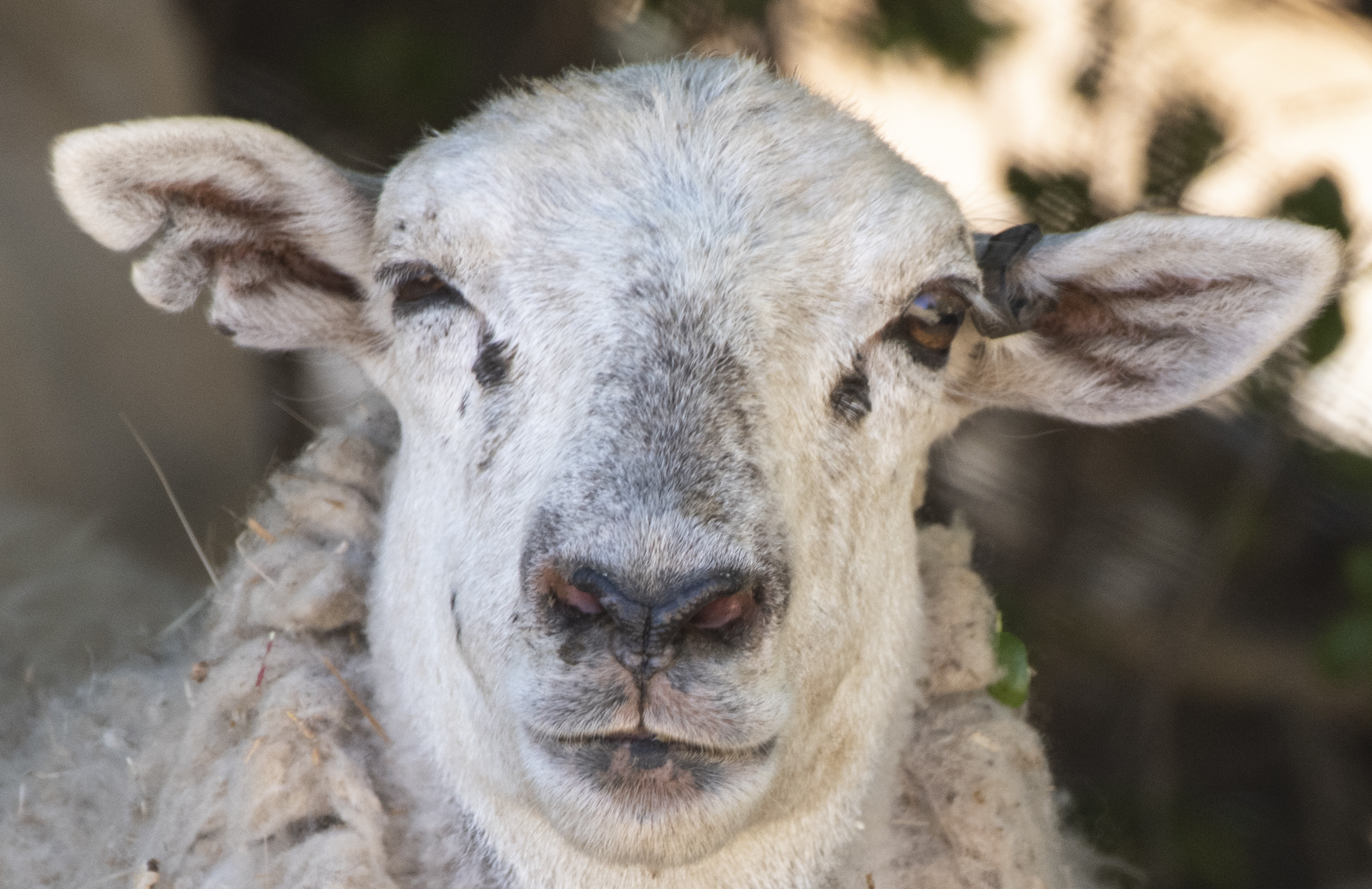 Innovation keeps Travis’ natural resources thriving > Travis Air Force ...