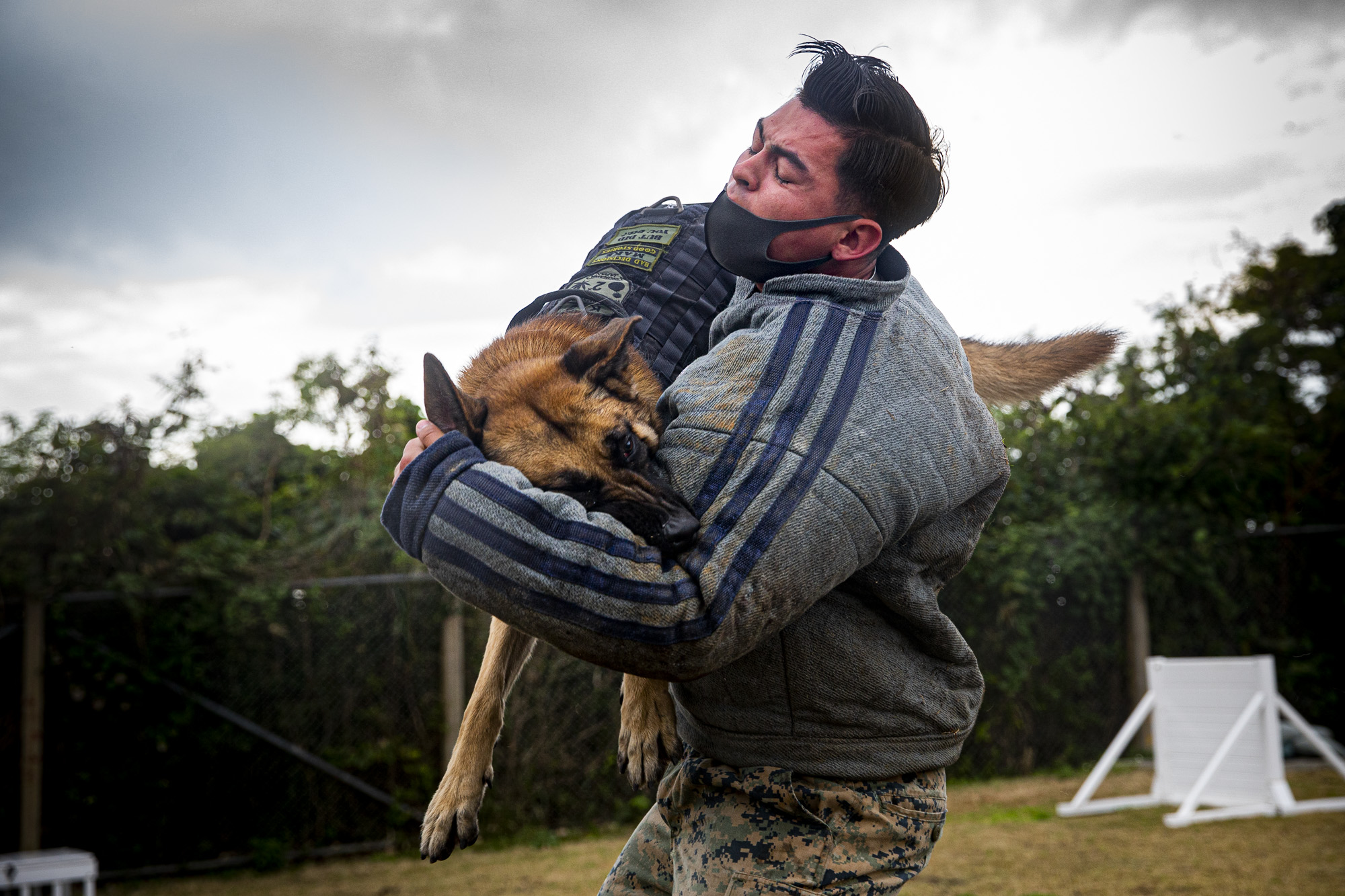 A Marine's best friend > Marine Corps Installations Pacific > News