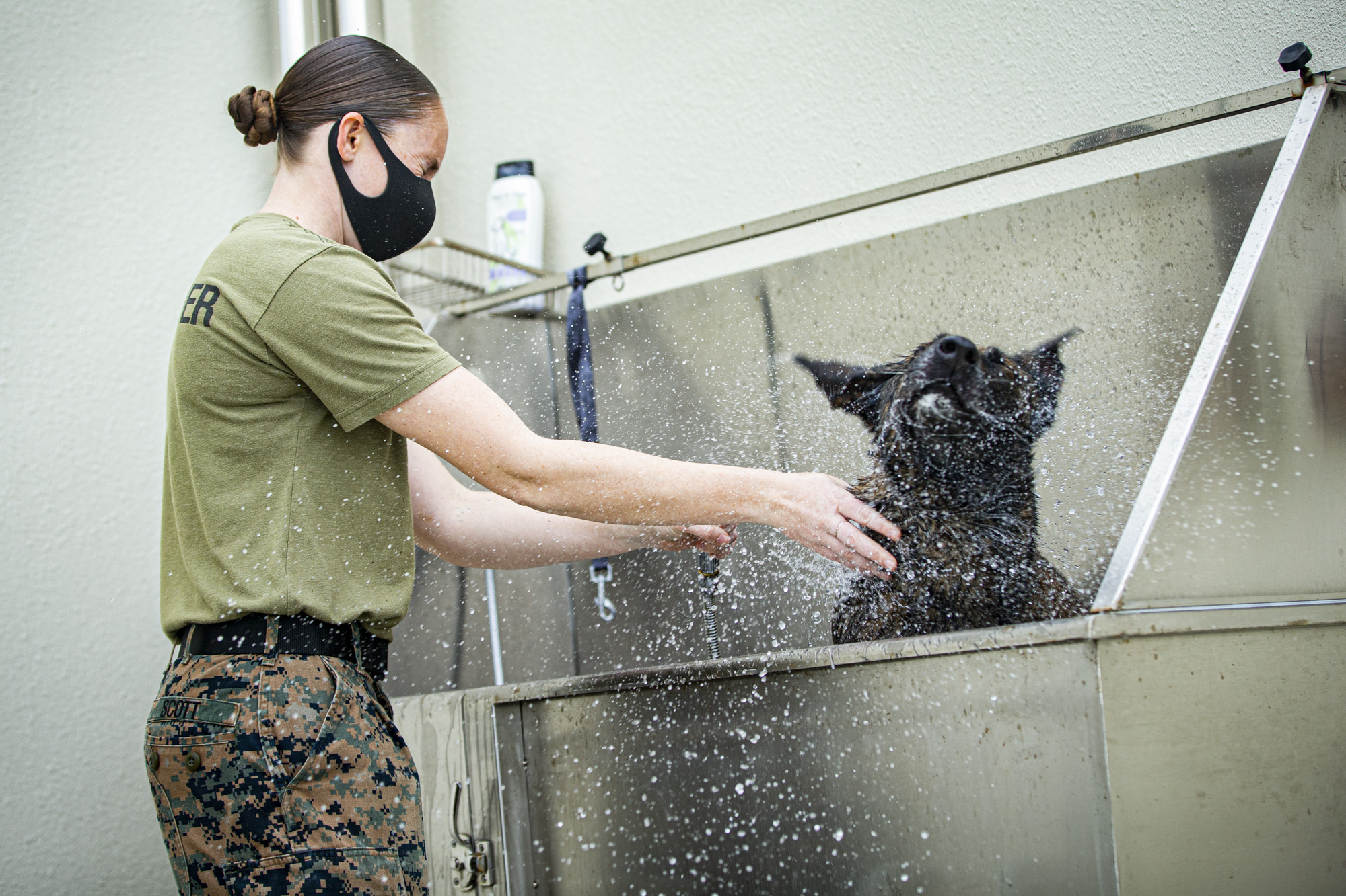 A Marine's best friend > Marine Corps Installations Pacific > News