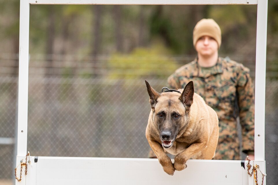 Paws on the ground: Military Working Dog handler experience > Marine ...