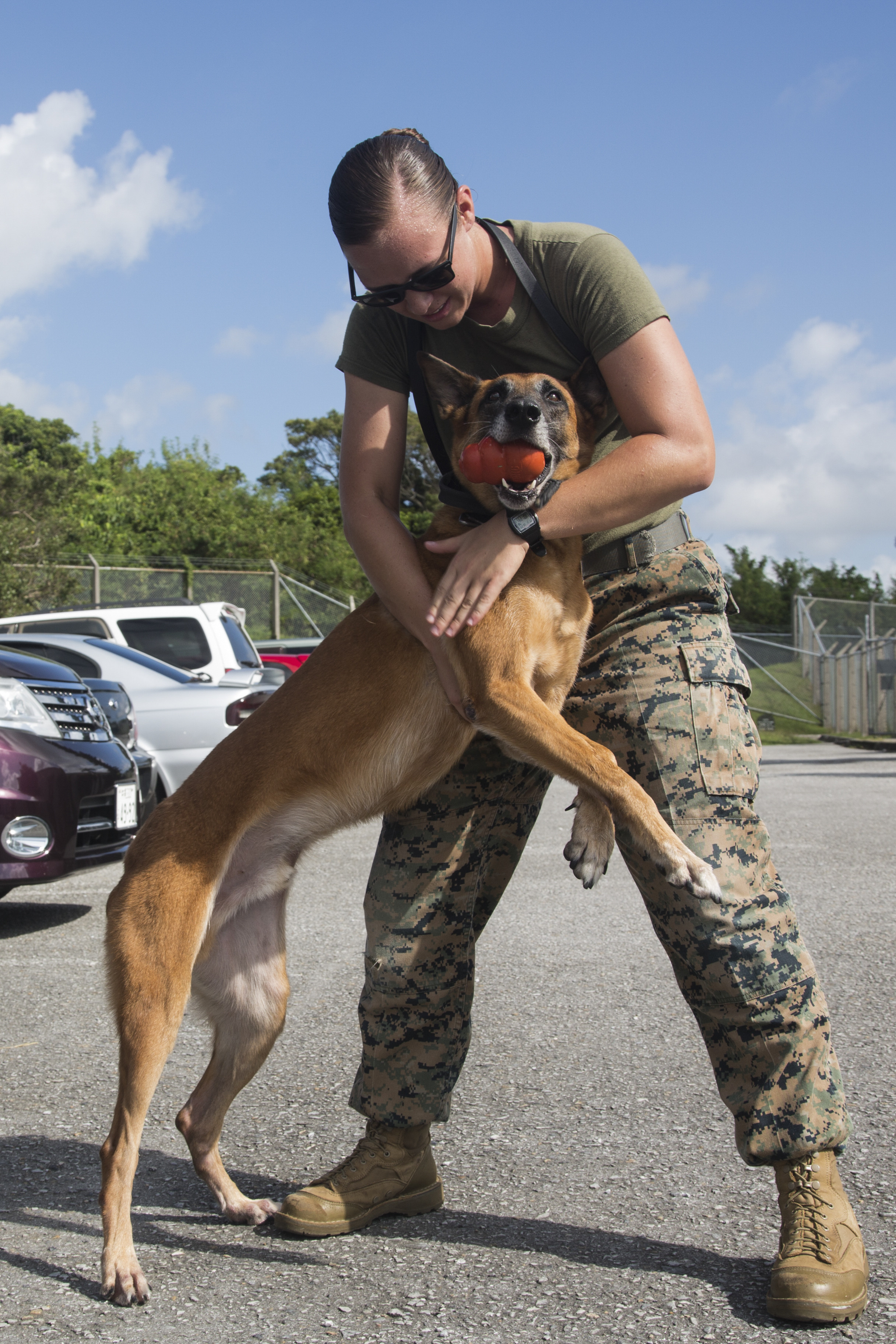Face of Defense: Marine Adopts, Reunites With Military Working Dog > U ...
