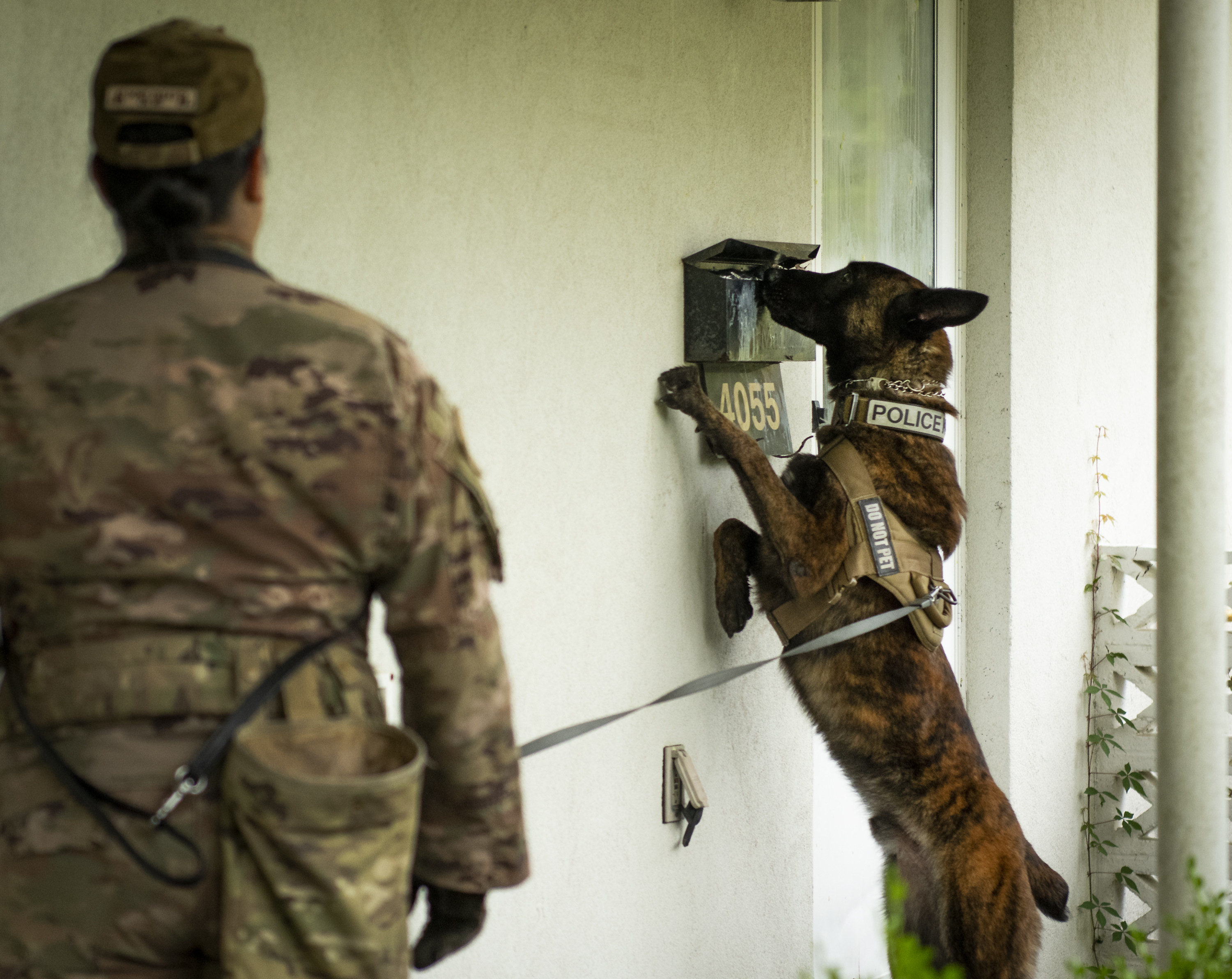 Paw patrolling: Eglin hosts military working dog competition > Eglin ...