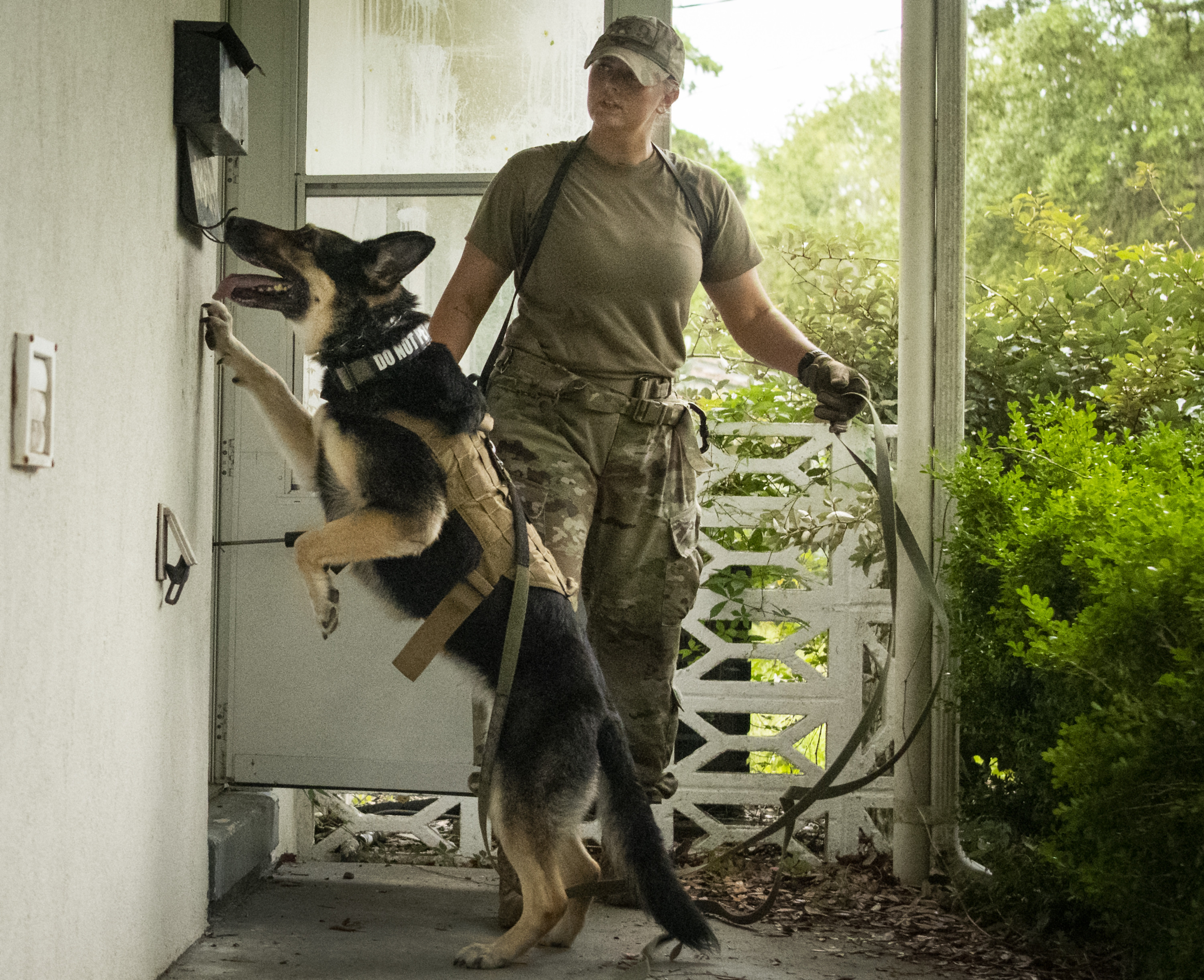 Paw patrolling: Eglin hosts military working dog competition > Eglin ...