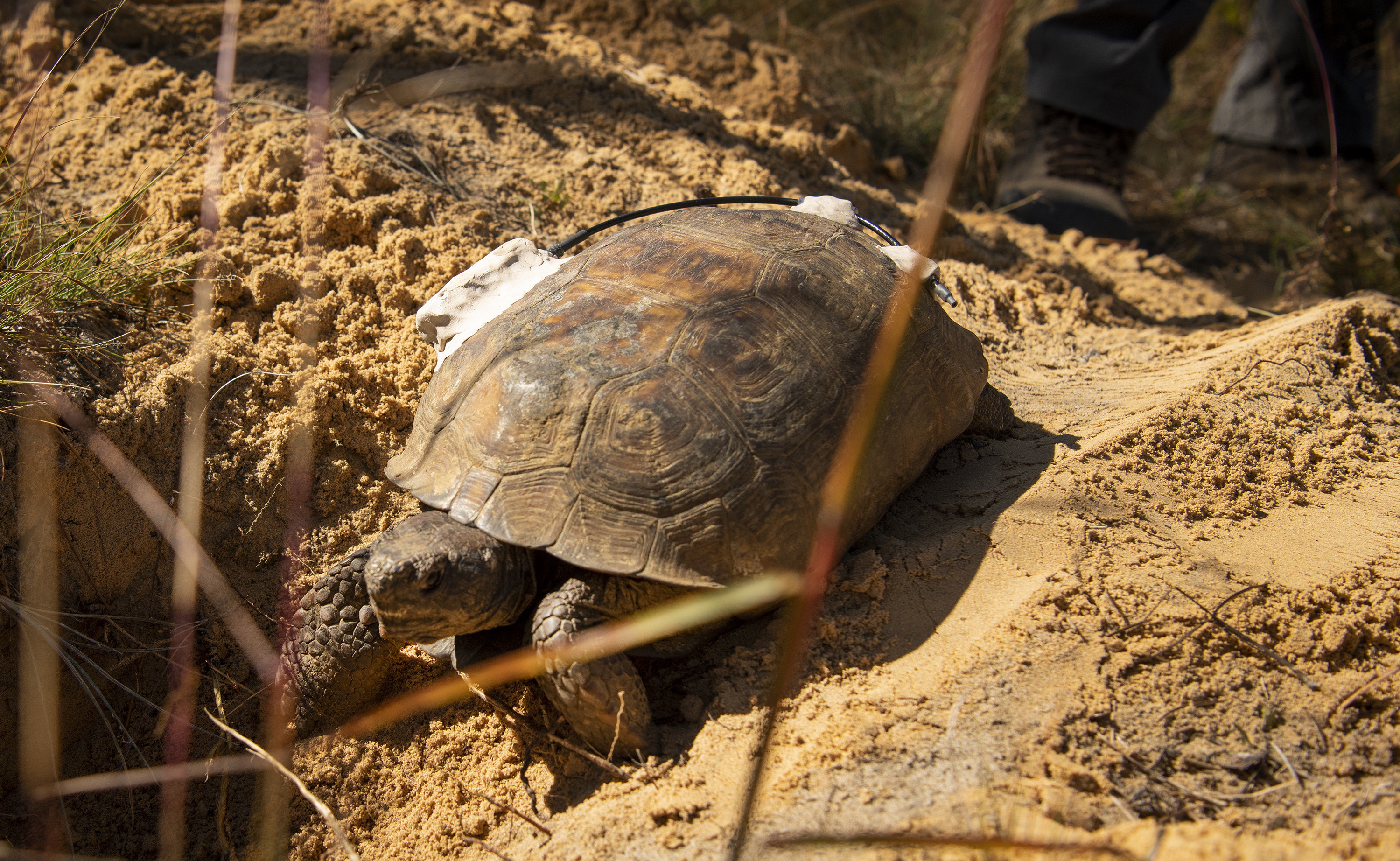 gopher tortoise burrow scope