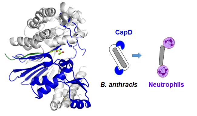 NRL partners to advance anthrax treatments > U.S. Naval Research ...