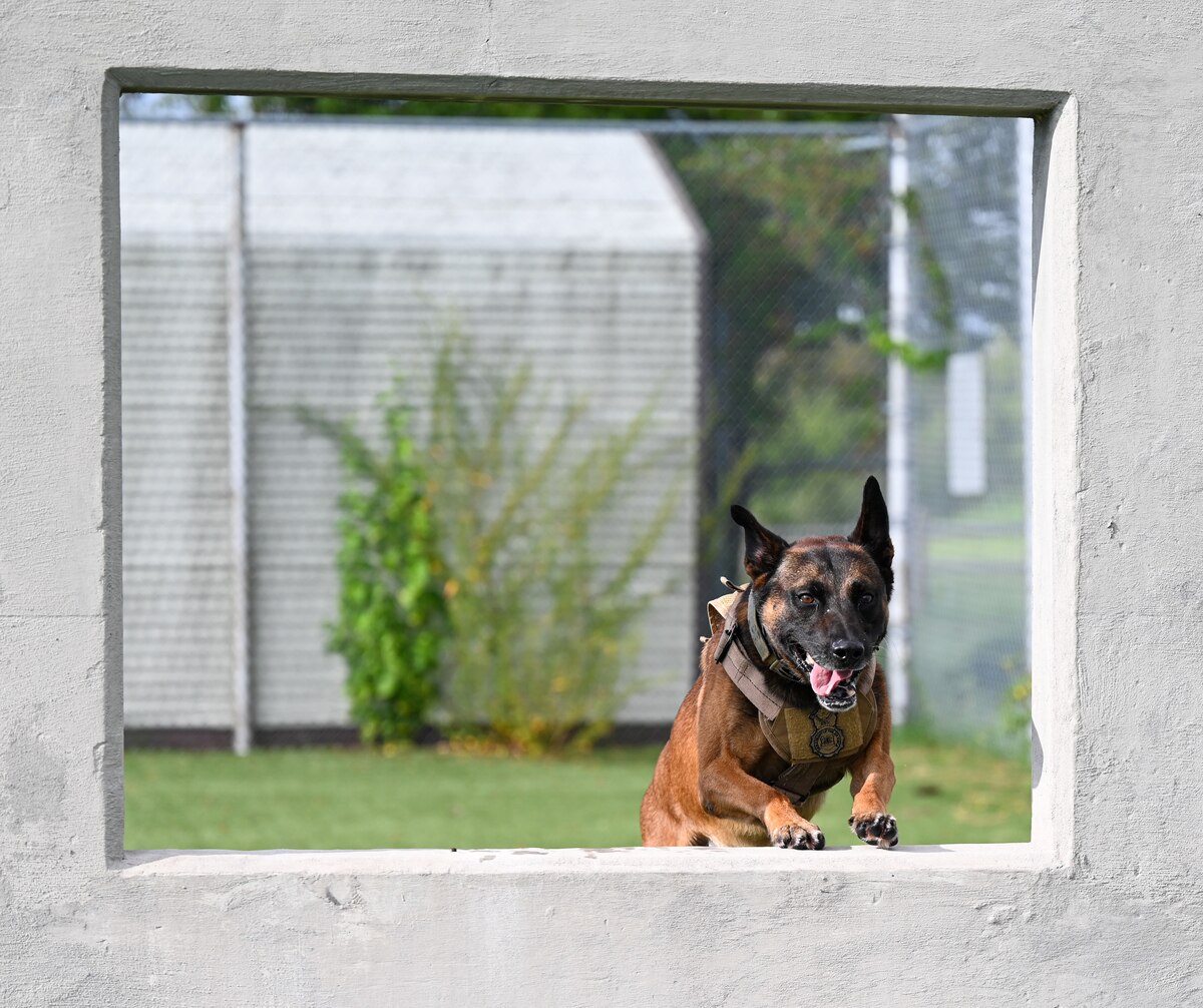 Happy Birthday MWDs Ali and Jony > Air Force Security Forces Center ...