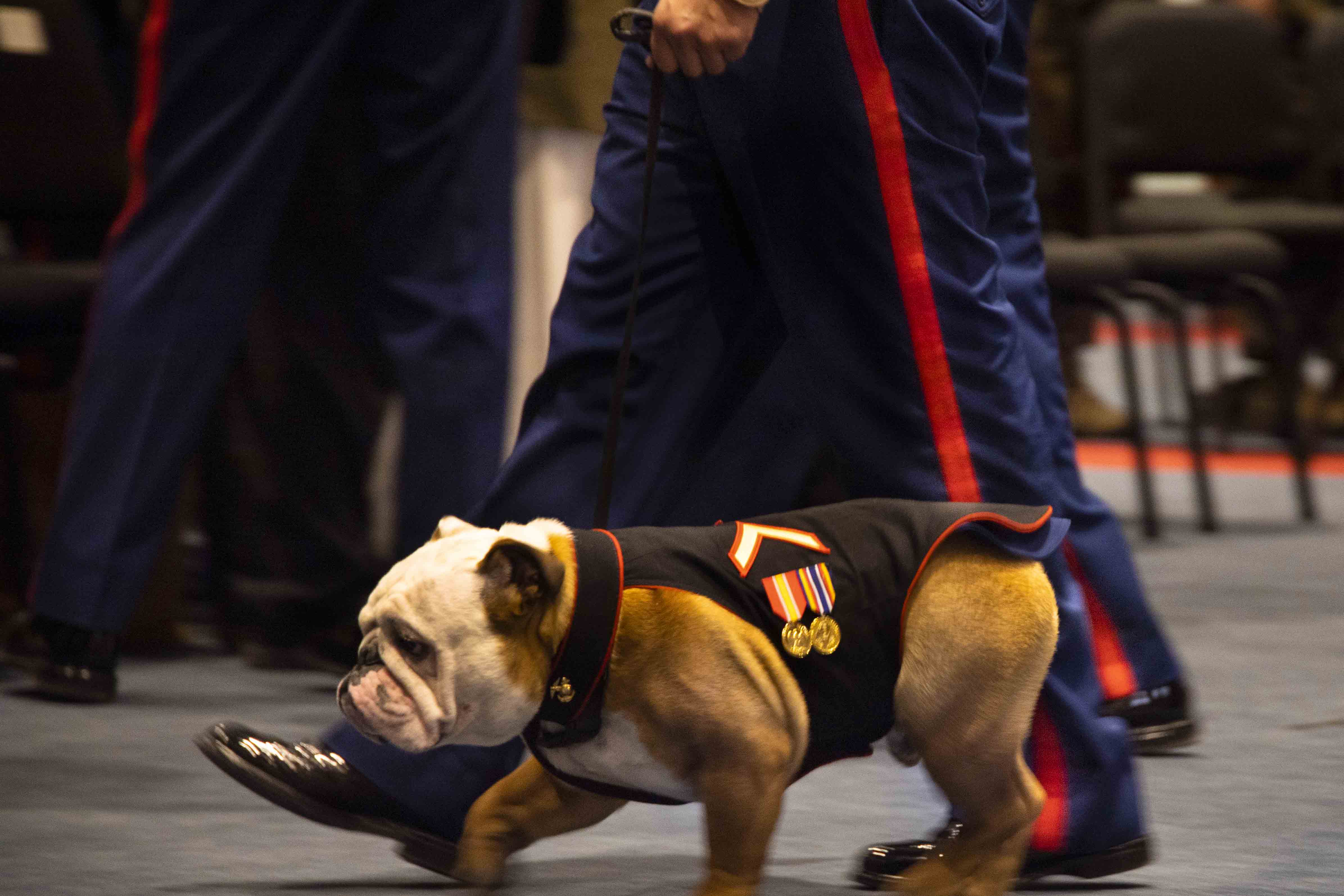 Pup Promotion | U.S. Department of War