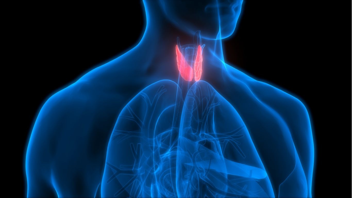 The Tiny, Powerful Thyroid – Why It Matters > Walter Reed National ...