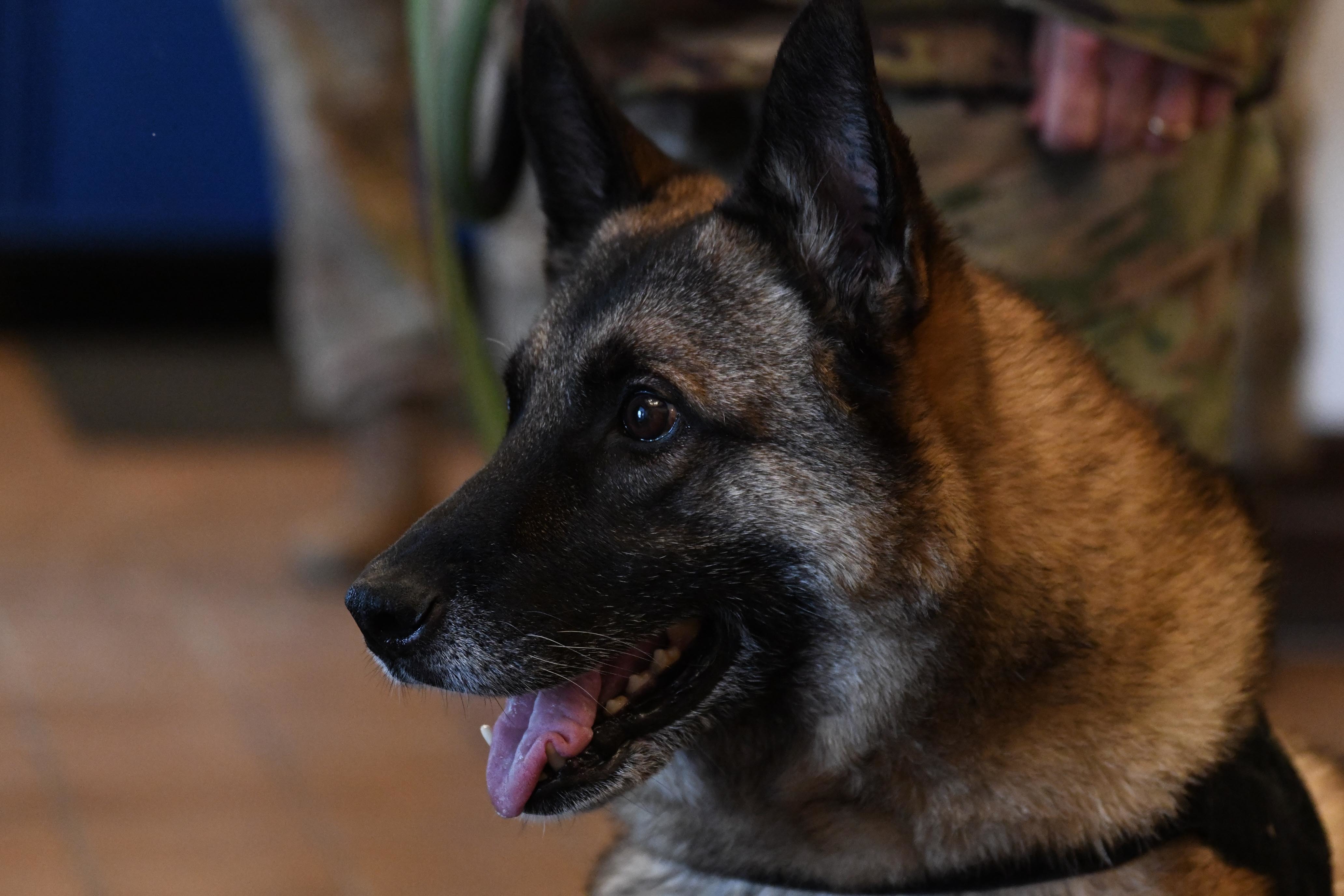 Military Working Dog retires after nine years of faithful, loyal ...