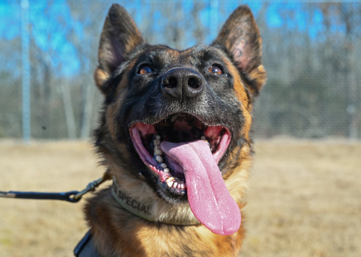 Four-legged fighters: Day in the life of Little Rock MWDs > Little Rock ...