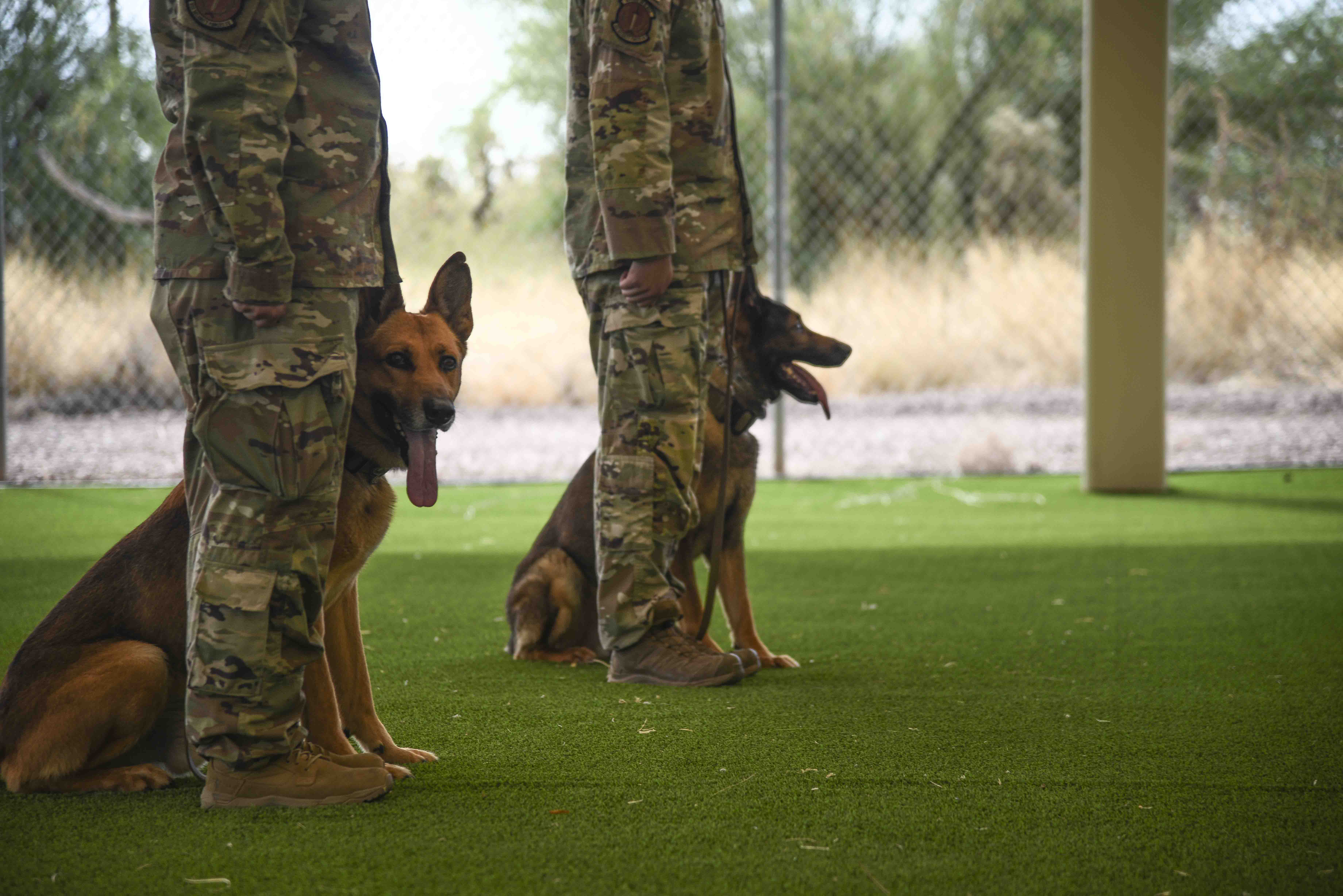 A dog's life > Davis-Monthan Air Force Base > Article View