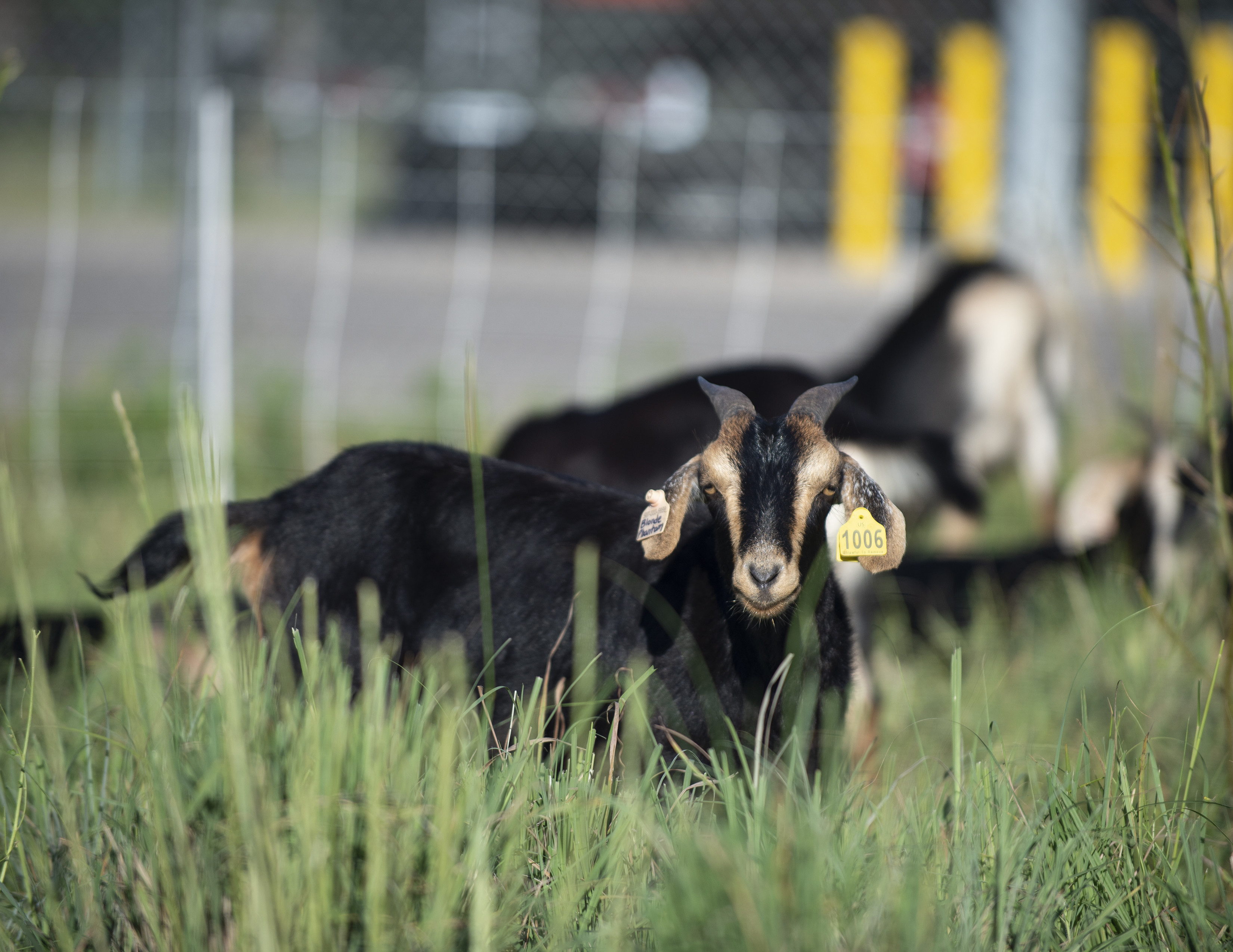 The Goat Solution is Back > 133rd Airlift Wing > Article Display