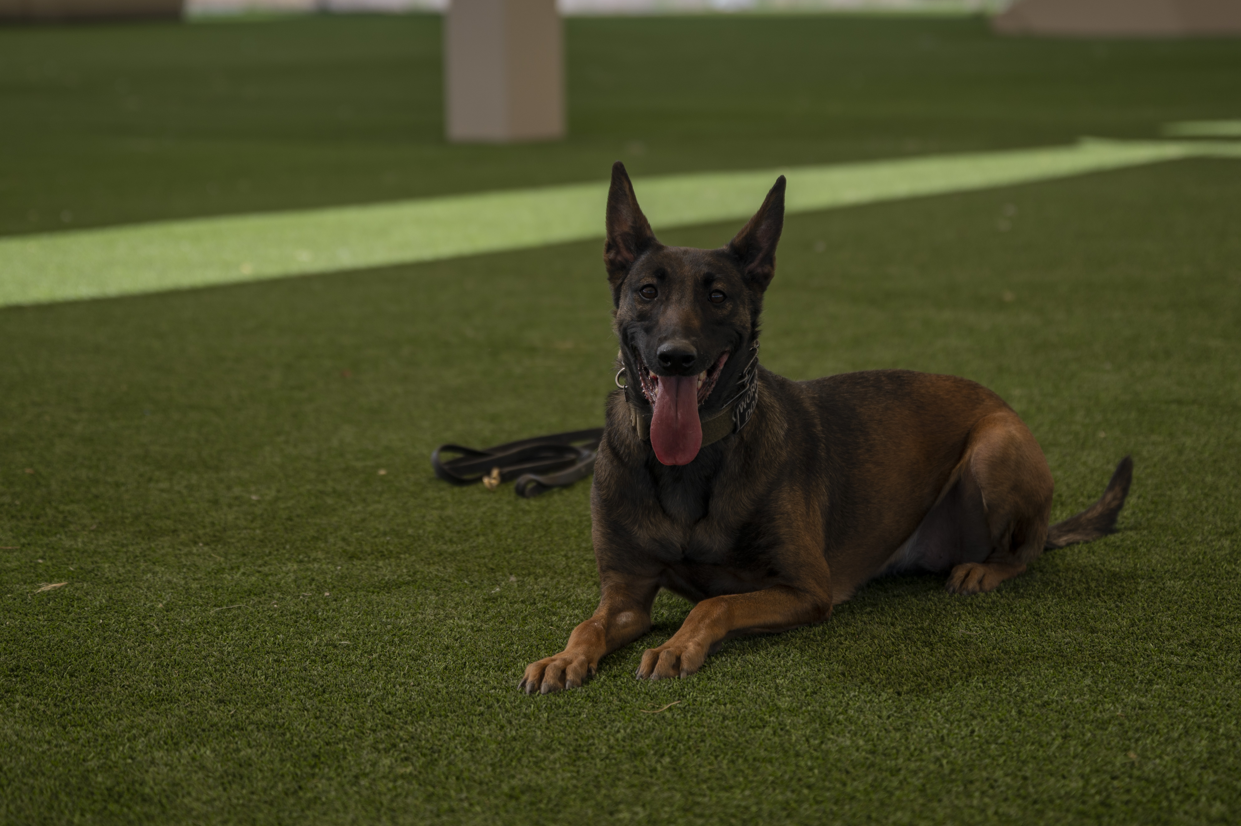 MWD: the beast defender > Davis-Monthan Air Force Base > Article View