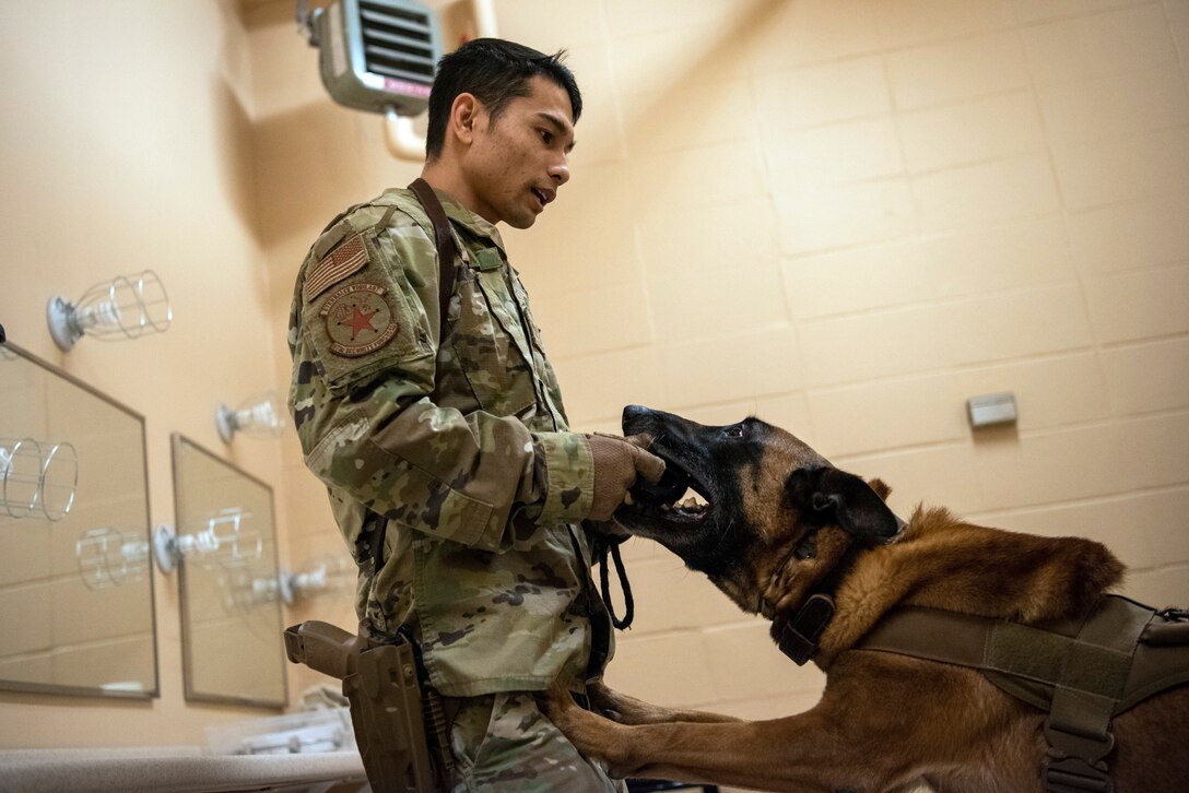 Military Working Dogs train on JBER