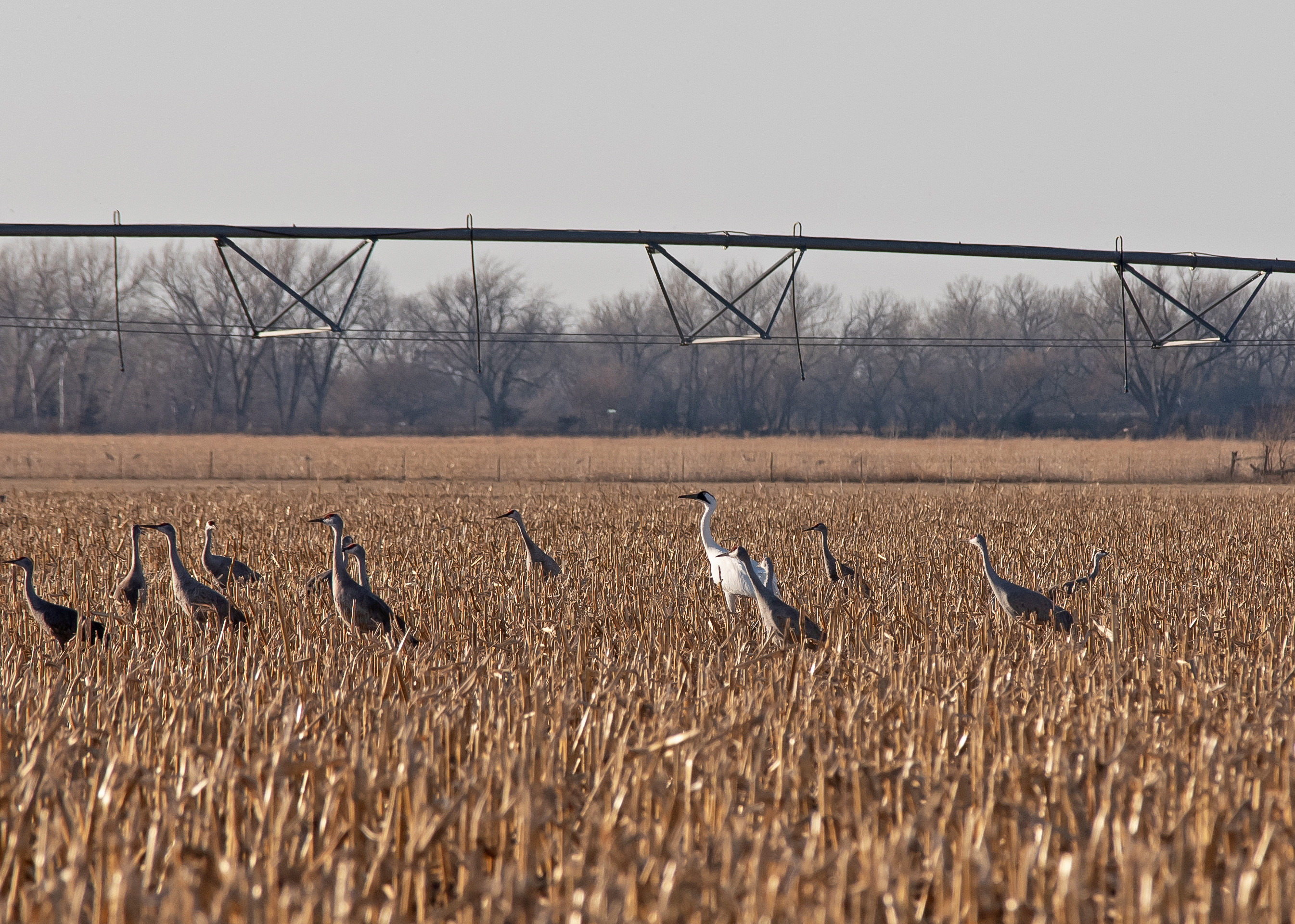 Nebraska Guard recognized for protecting whooping crane > National ...