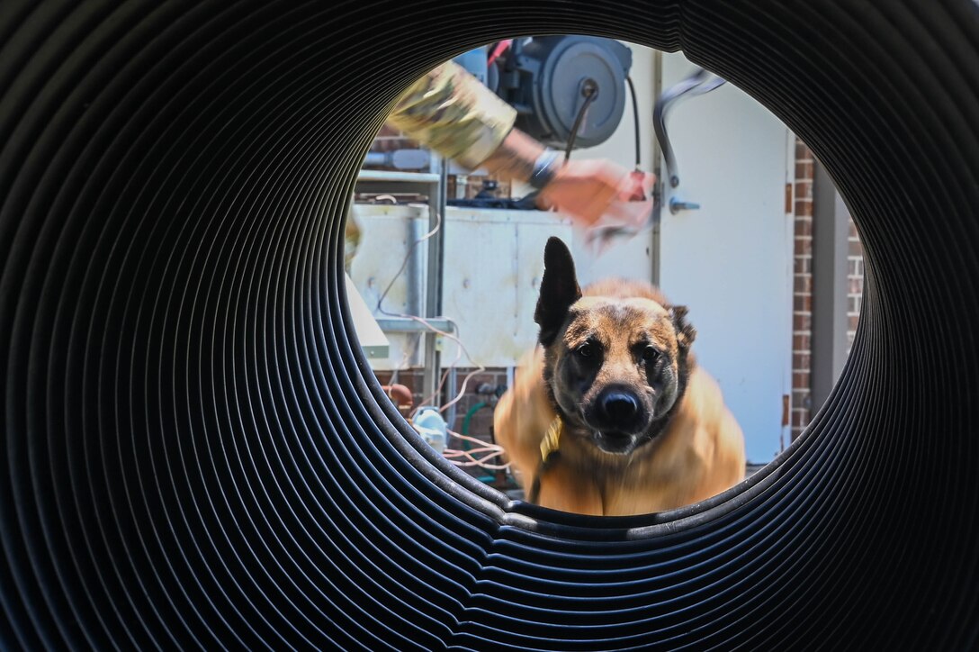 Police Week: 97 SFS MWD’s stay deployment-ready