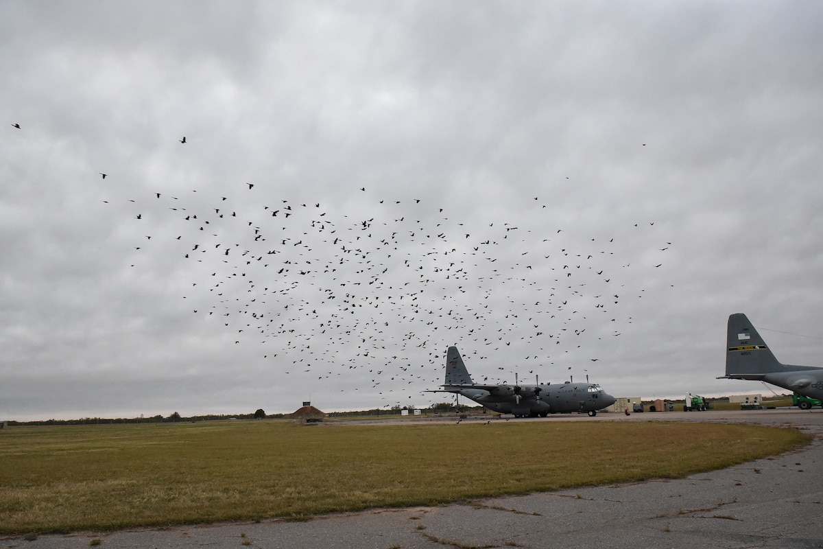 80th FTW, USDA set for bird mitigation operation > Air Force Safety ...