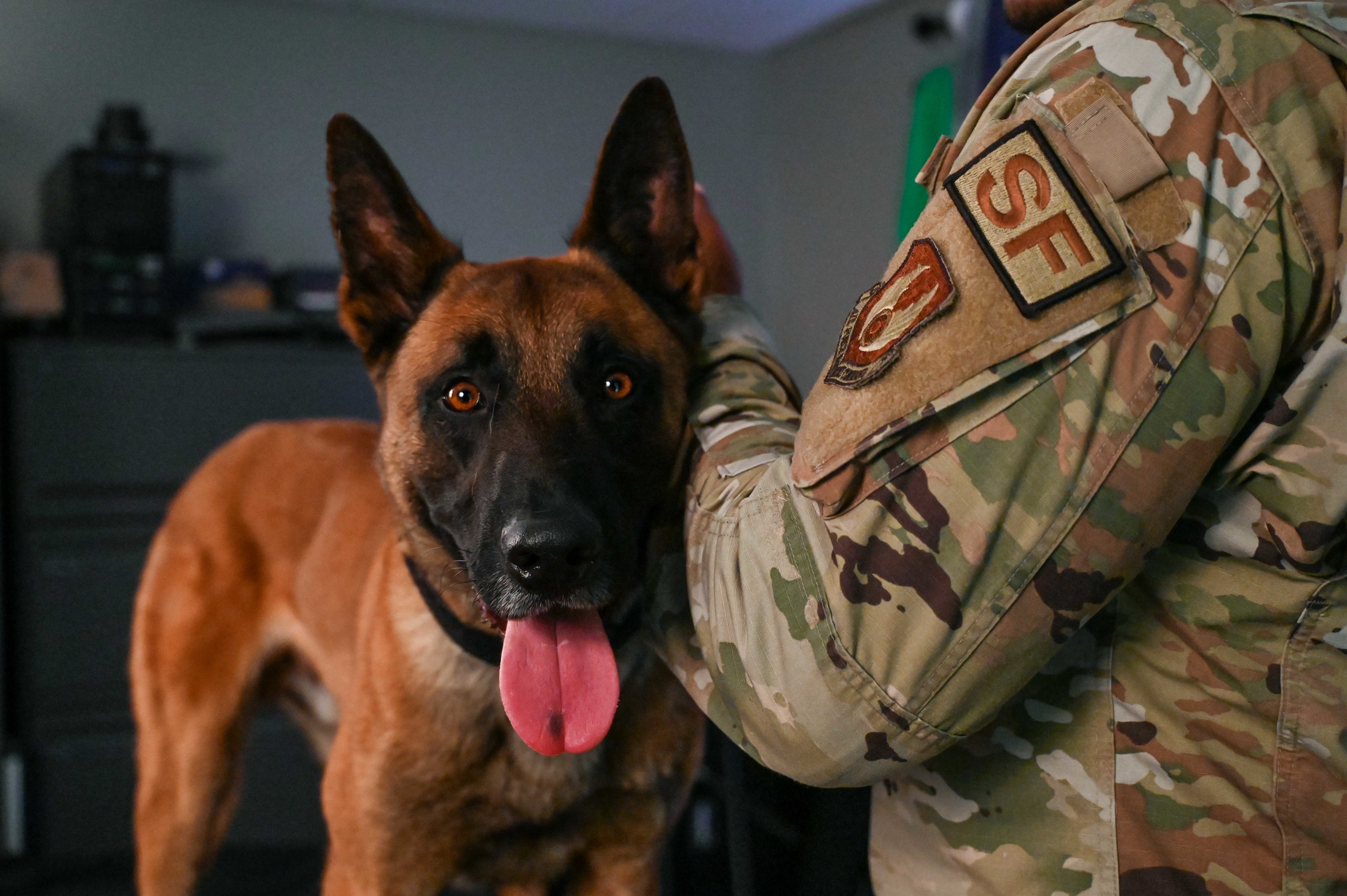 Behind the scenes: Military working dog picture day > Tinker Air Force ...