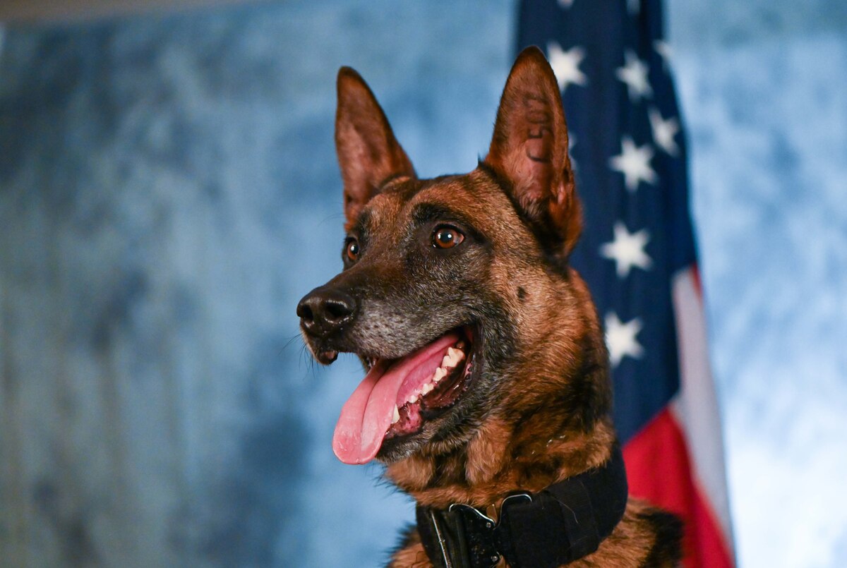 Behind the scenes: Military working dog picture day > Tinker Air Force ...