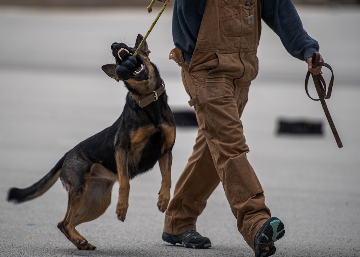 341st Training Squadron holds first military working dog expo > Air ...