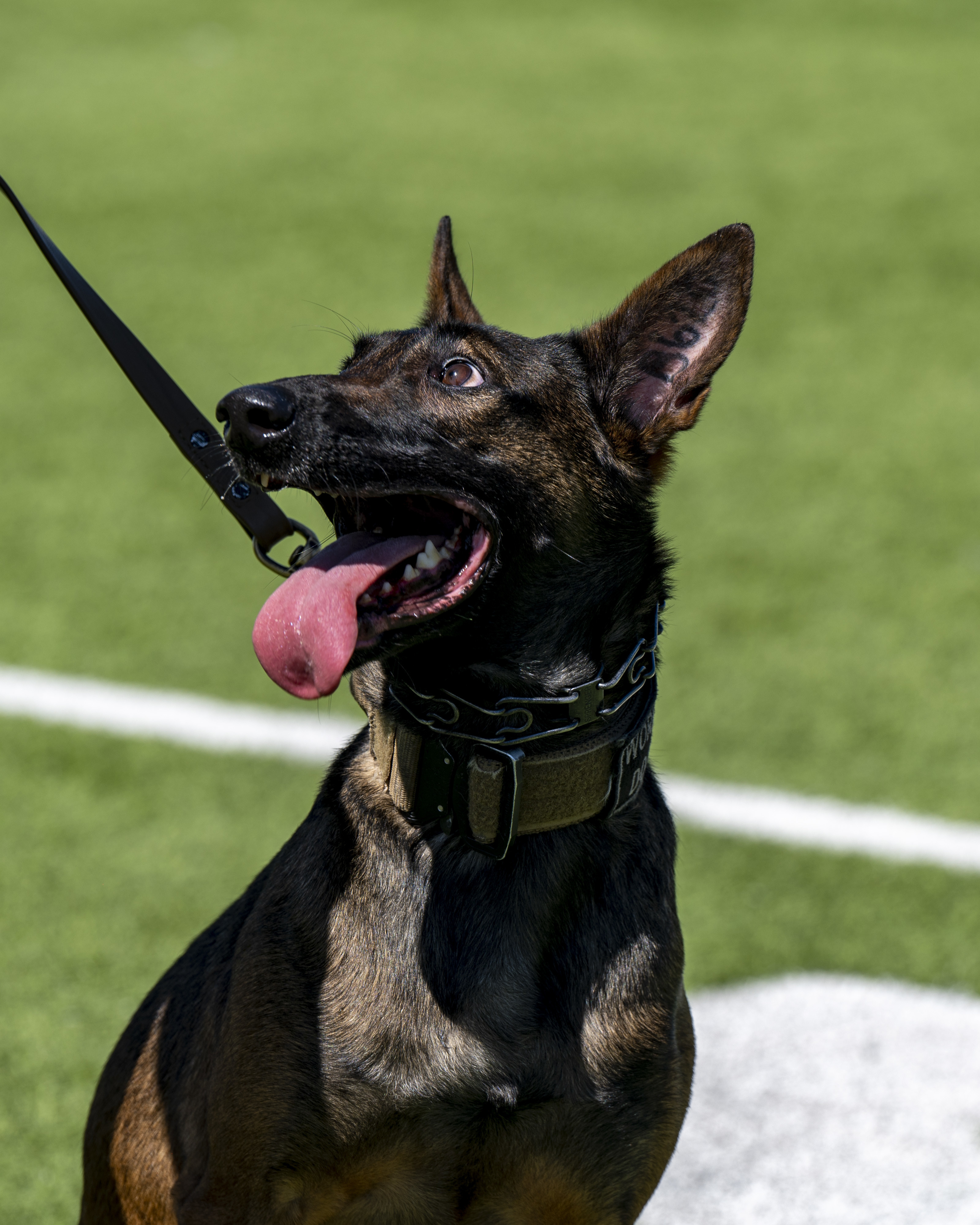 National Service Dog Month > Davis-Monthan Air Force Base > Article View