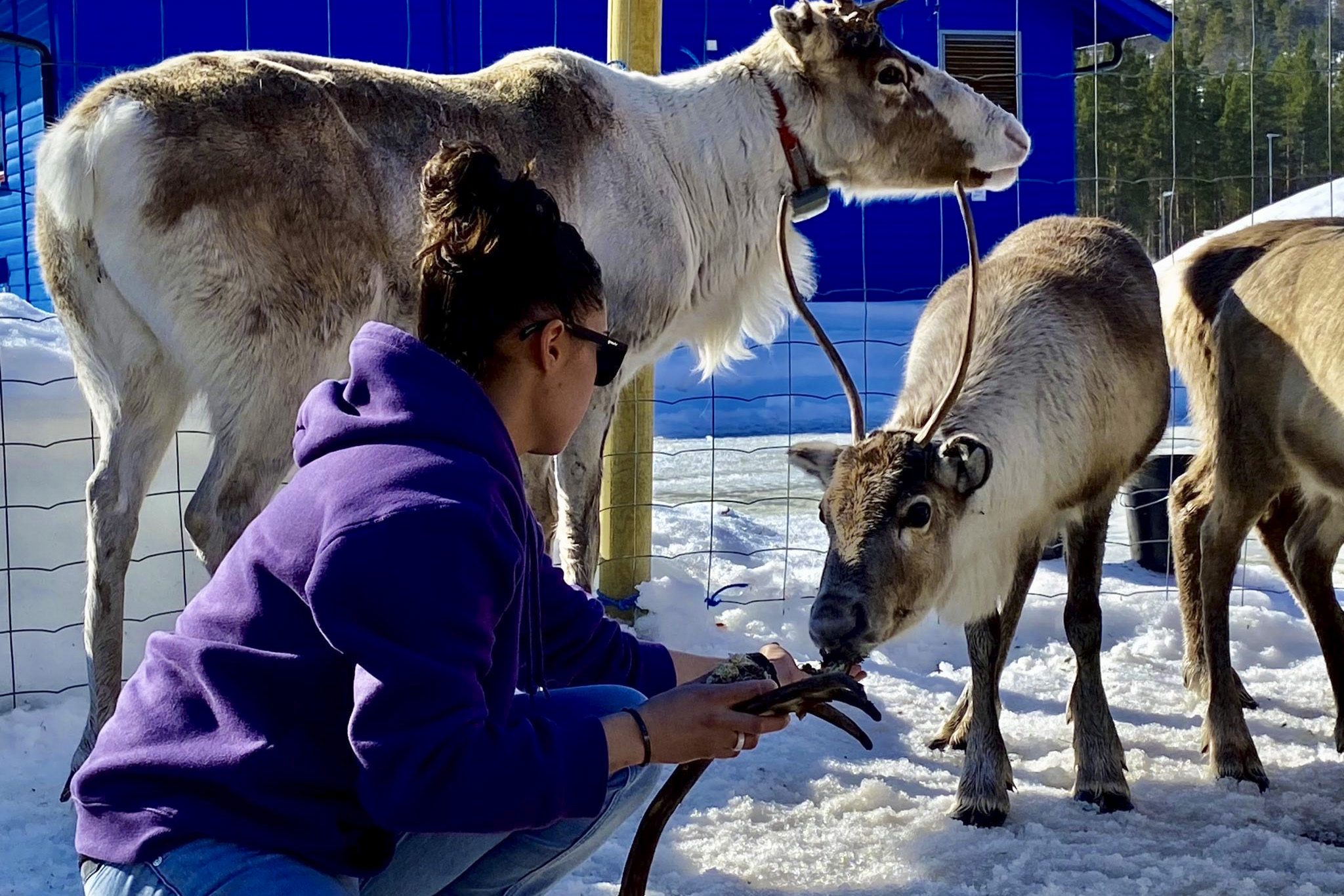 Reindeer Rotation | U.S. Department of War