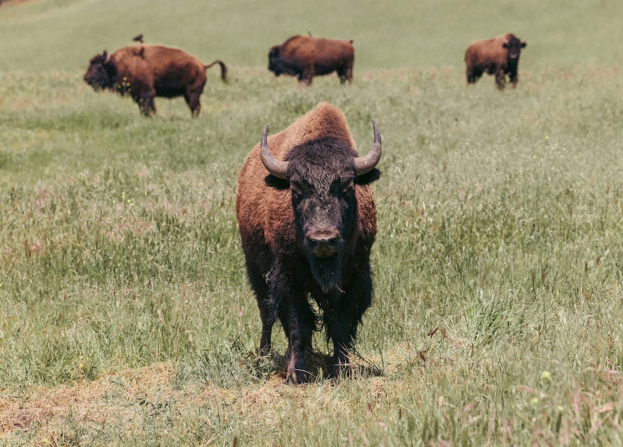 Bison thrive living on Camp Pendleton > Marine Corps Base Camp ...