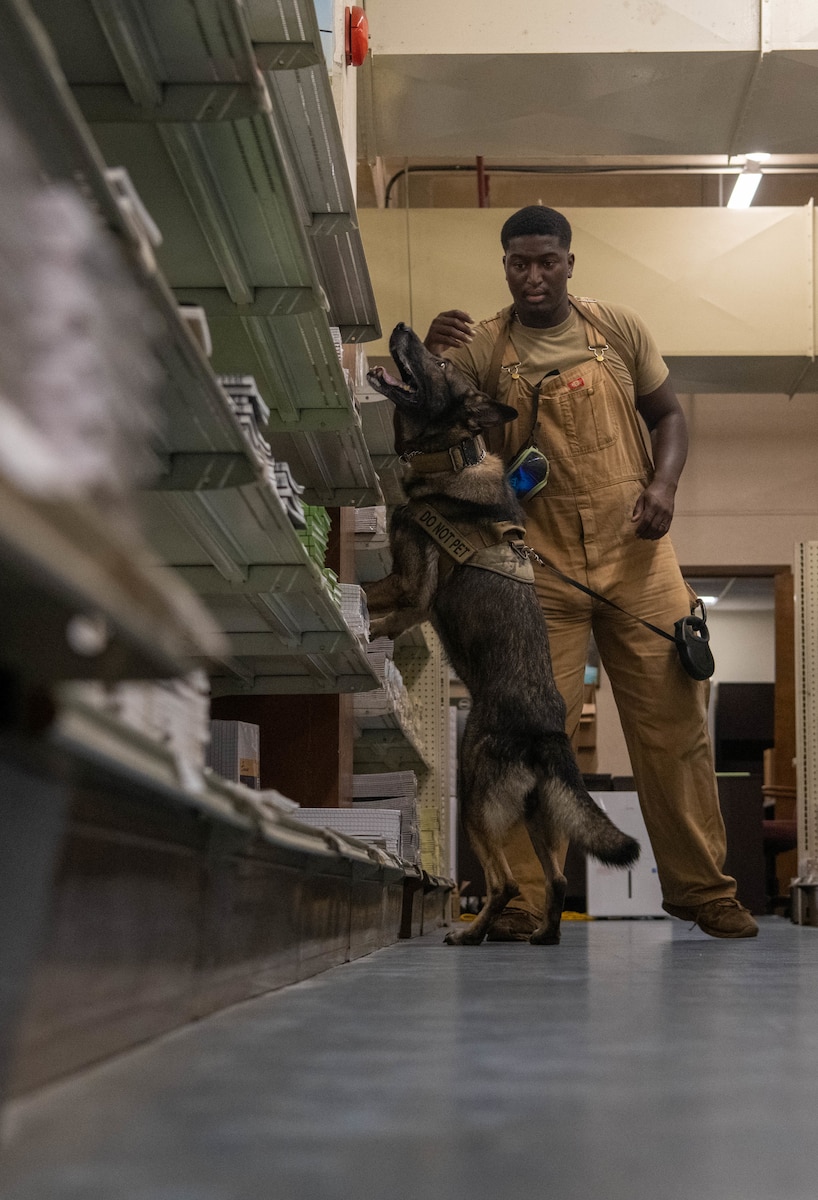 18th SFS Sharpens K9 Detection Skills > Pacific Air Forces > Article ...