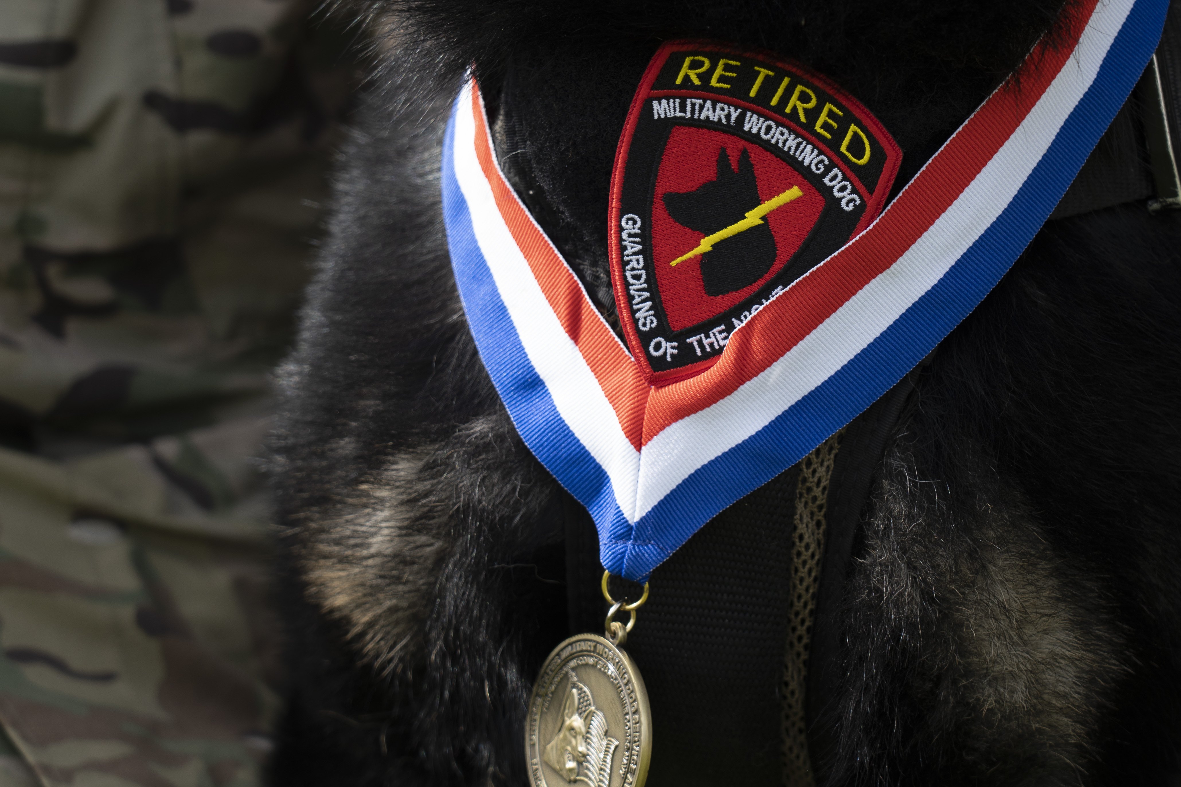 Paws and Patriotism: Honoring Furry Heroes in Retirement > Air Force ...