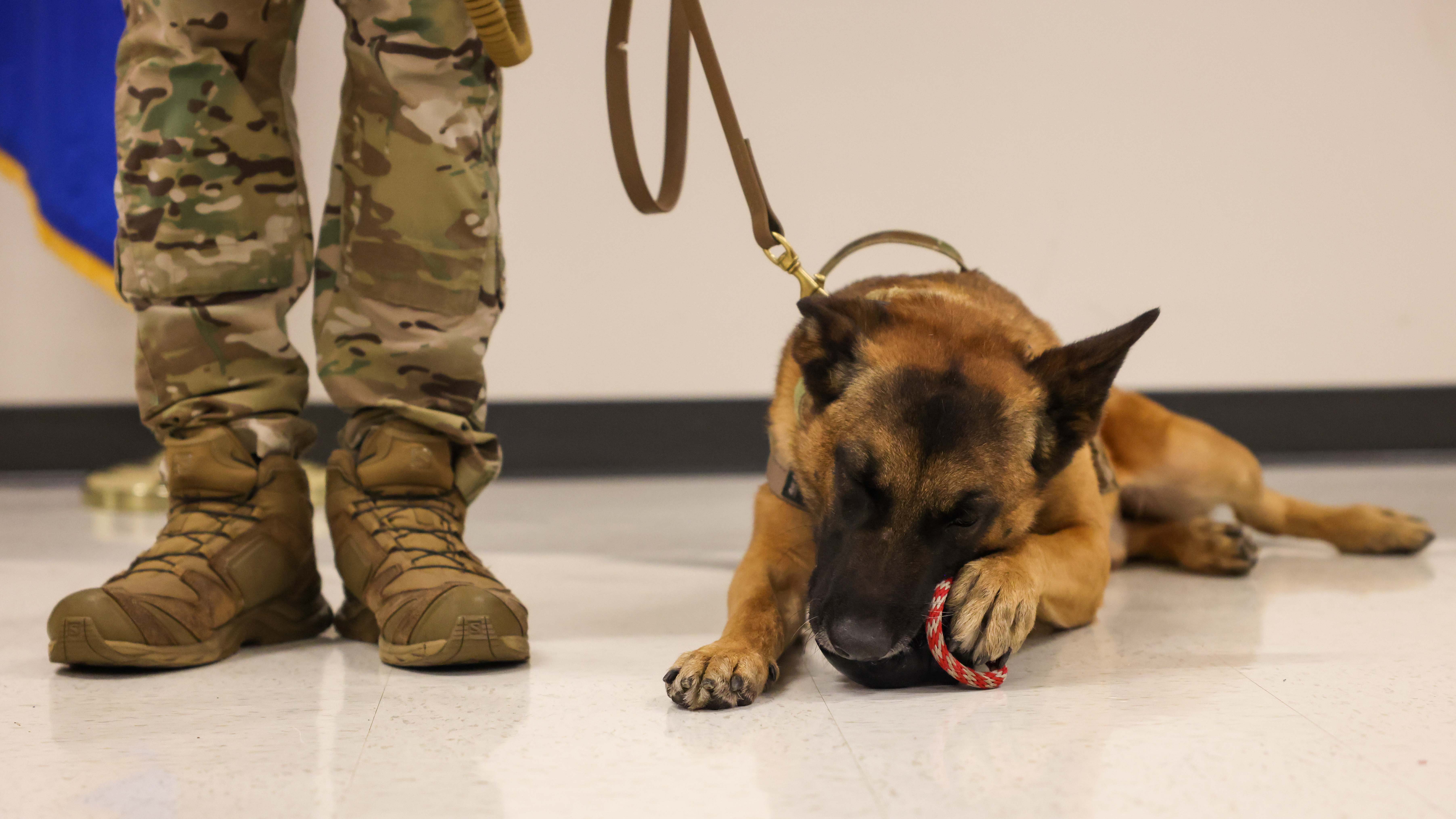 Two military working dogs retire after years of service > Tinker Air ...