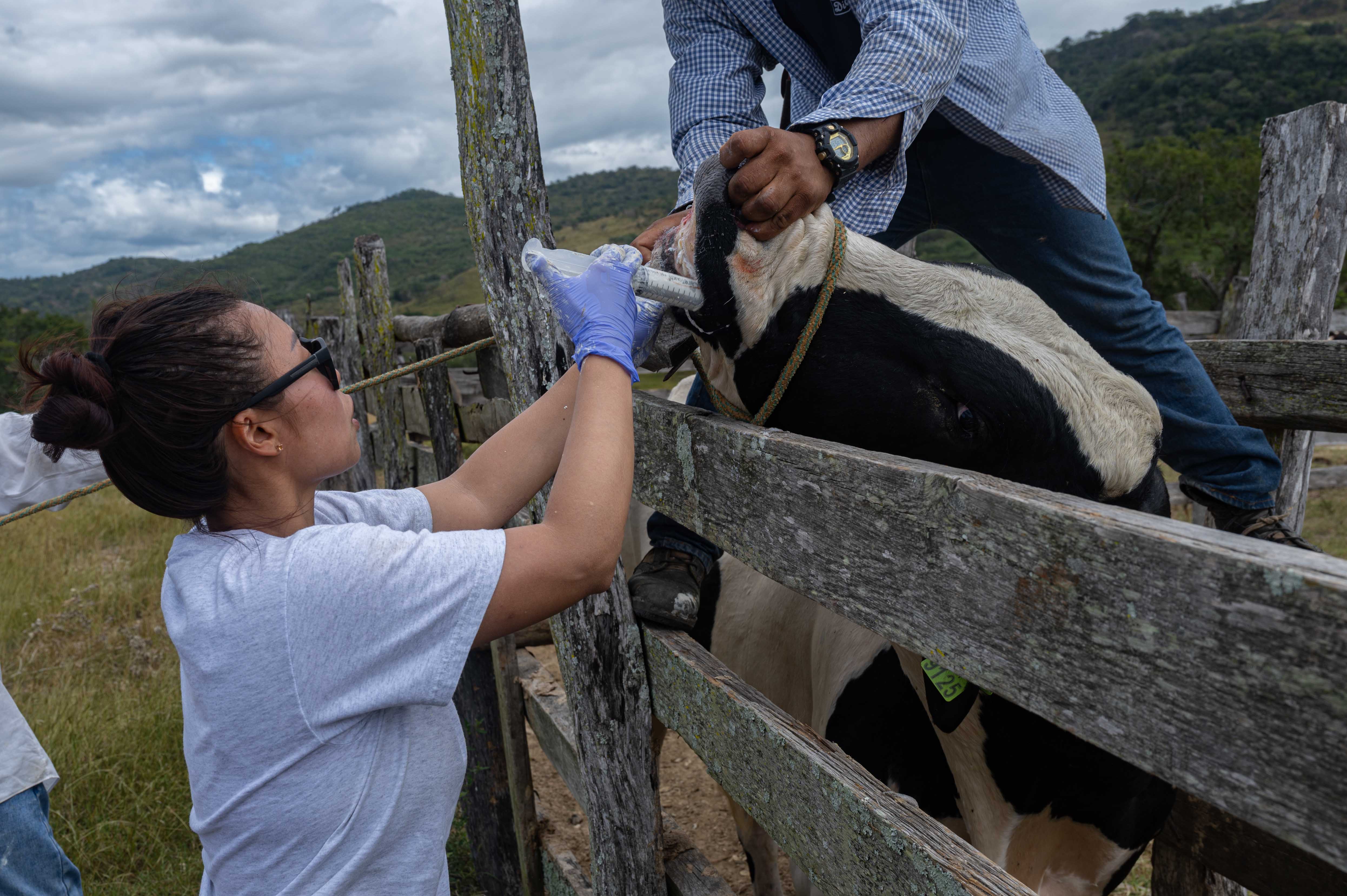 JTF-Bravo vets inoculate, deworm cattle in Humuya > Joint Task Force ...