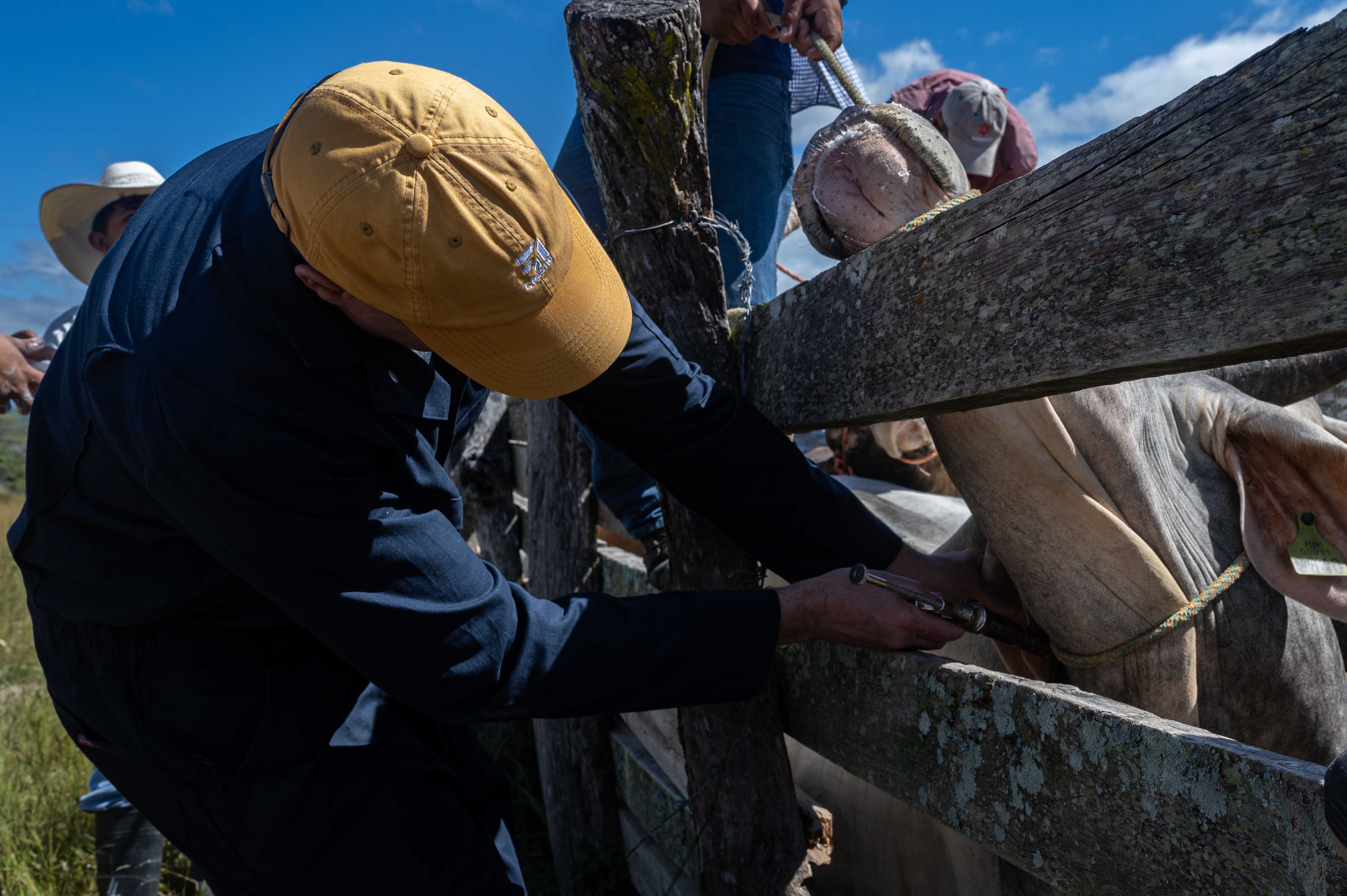 JTF-Bravo vets inoculate, deworm cattle in Humuya > Joint Task Force ...