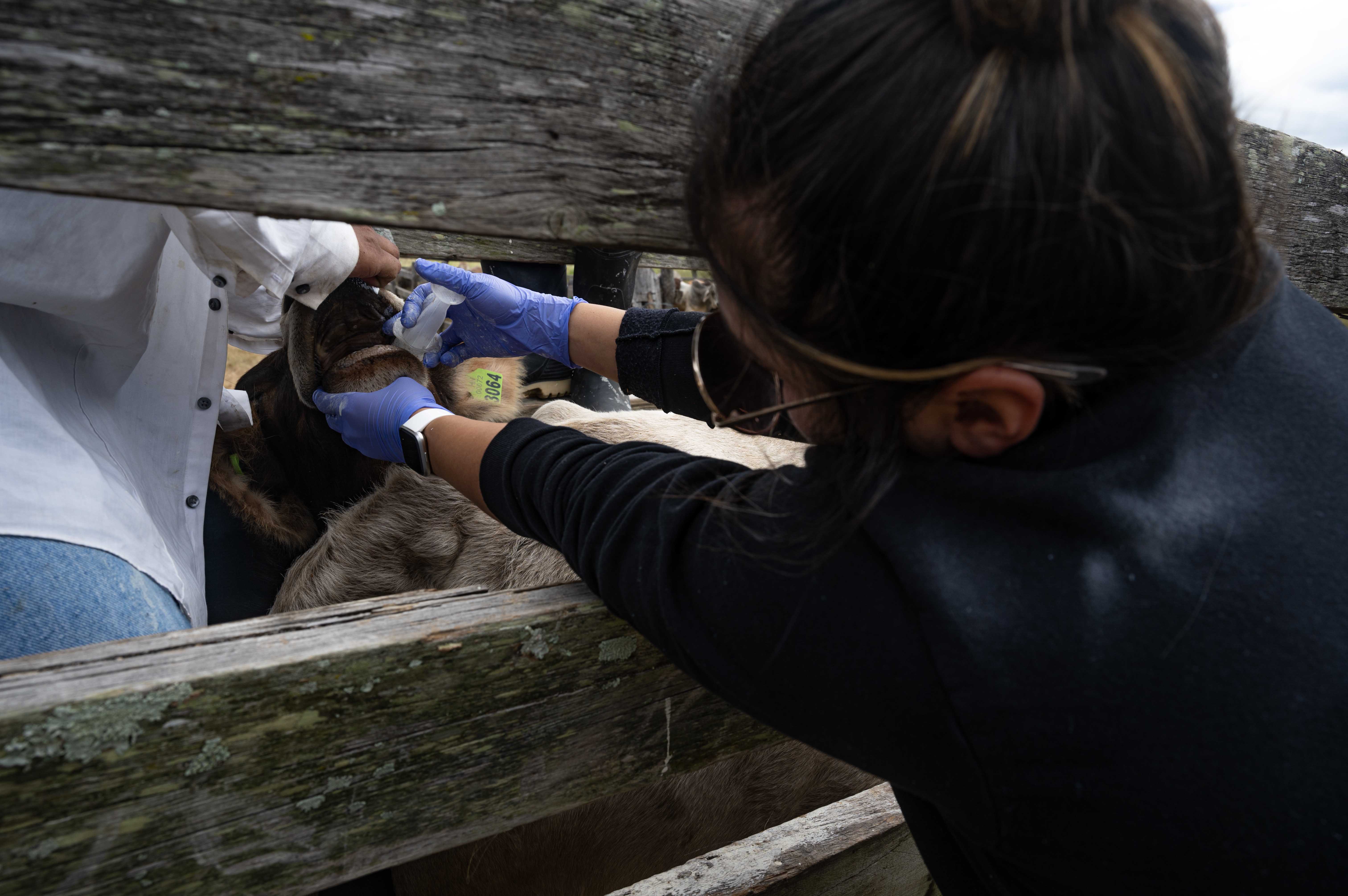 JTF-Bravo vets inoculate, deworm cattle in Humuya > U.S. Southern ...