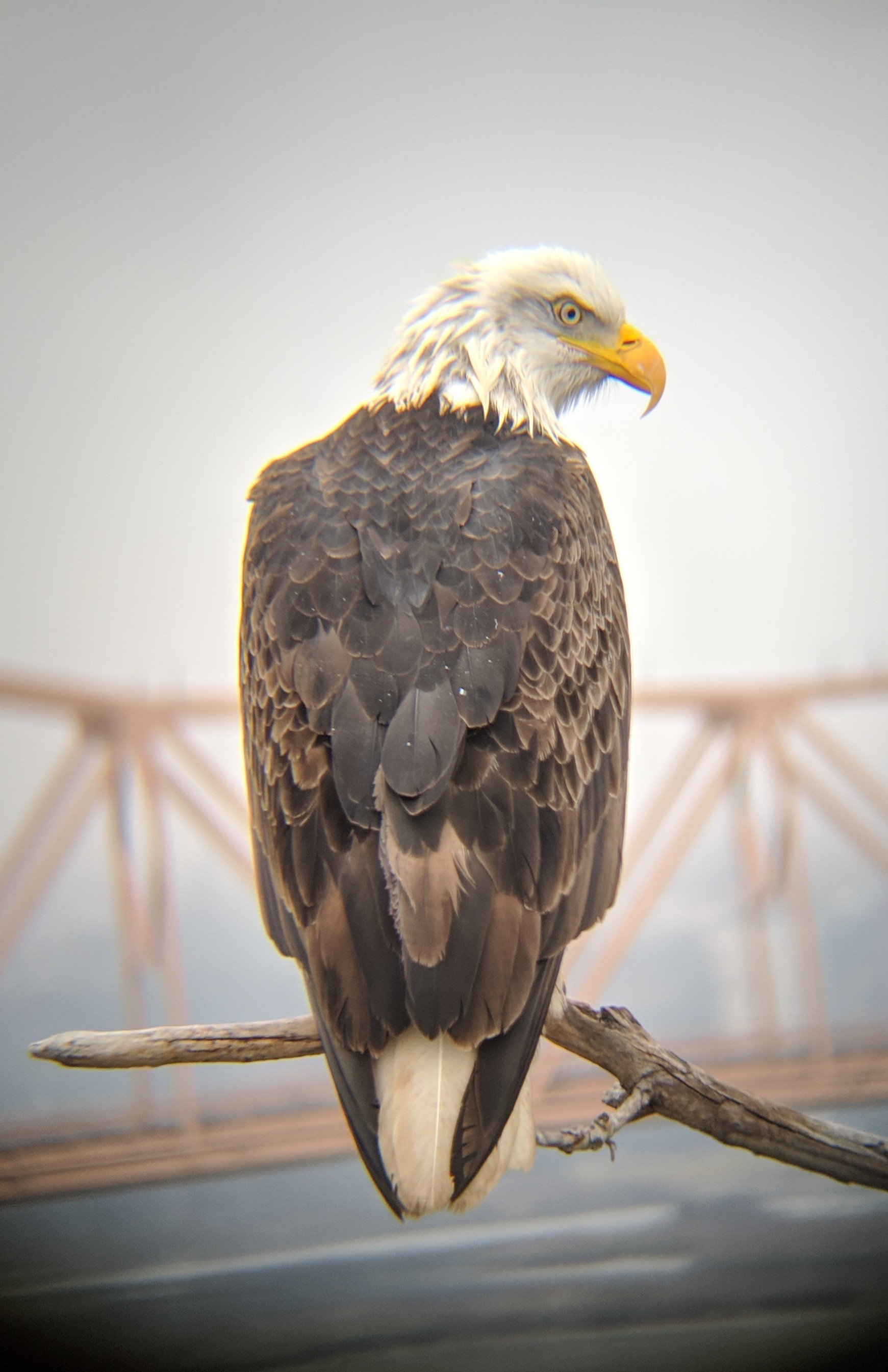 The Dalles Dam Hosts 14th Annual Eagle Watch > Portland District ...