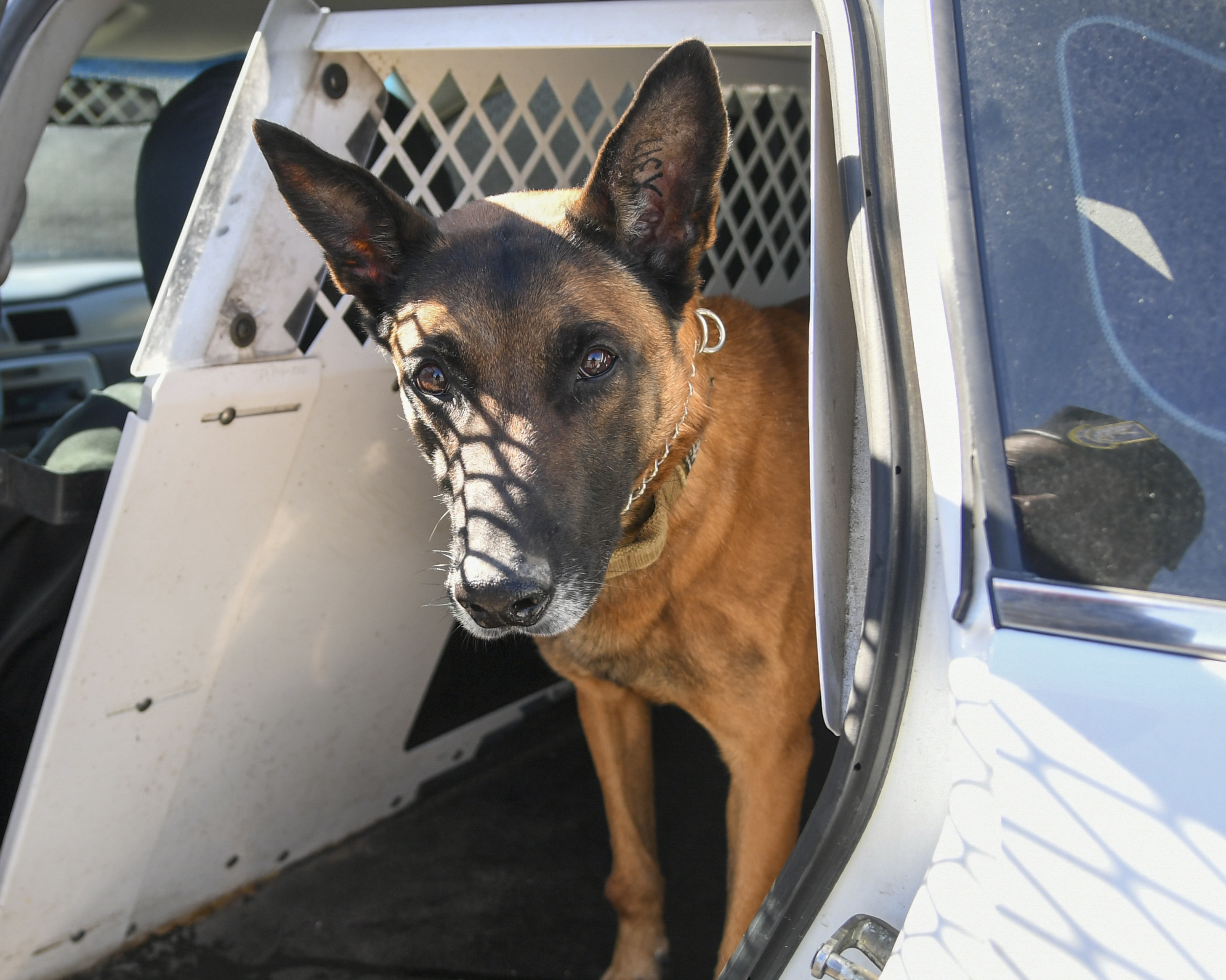 Military working dog Xxuthus: ‘A beacon of dedication and service ...