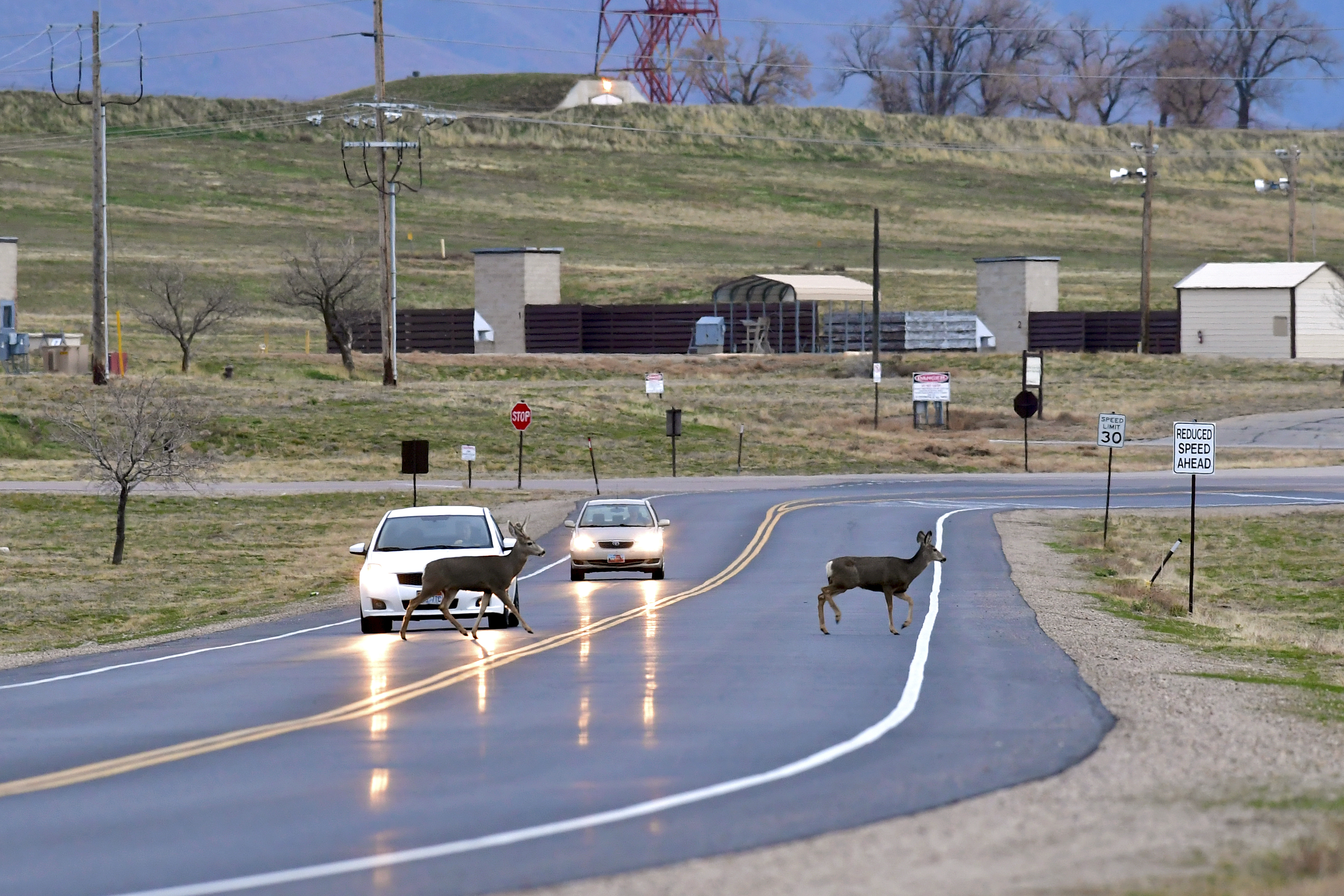 Wildlife officials urge motorists to look out for increased deer ...