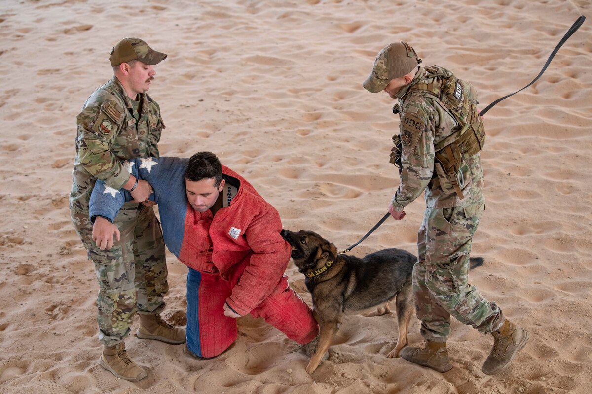 MWD bite demo: Canadian partners see capability > U.S. Air Forces ...