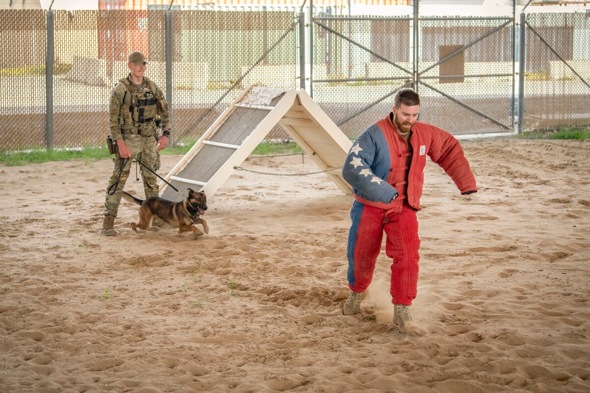 MWD bite demo: Canadian partners see capability > U.S. Air Forces ...