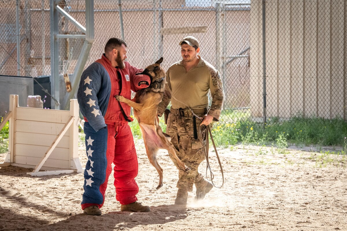 MWD bite demo: Canadian partners see capability > U.S. Air Forces ...