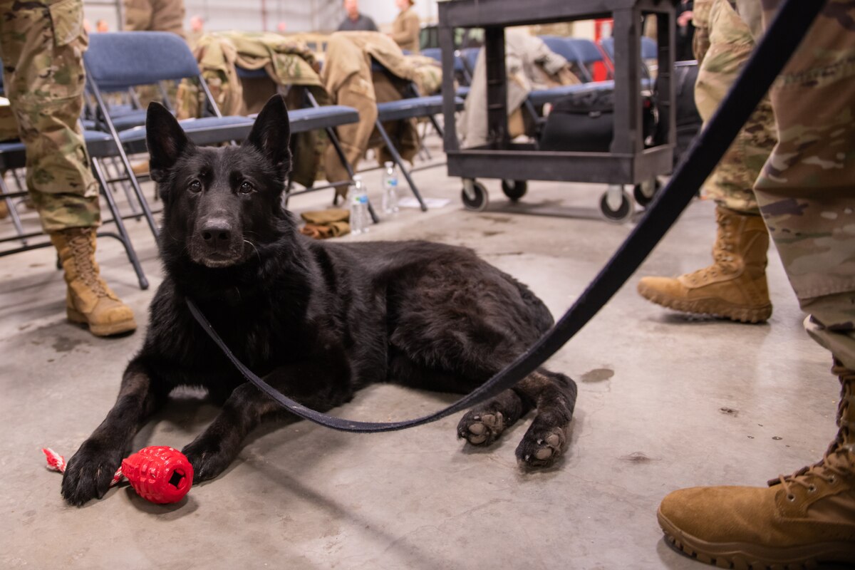 319th Security Forces Squadron military working dog retires to a ...