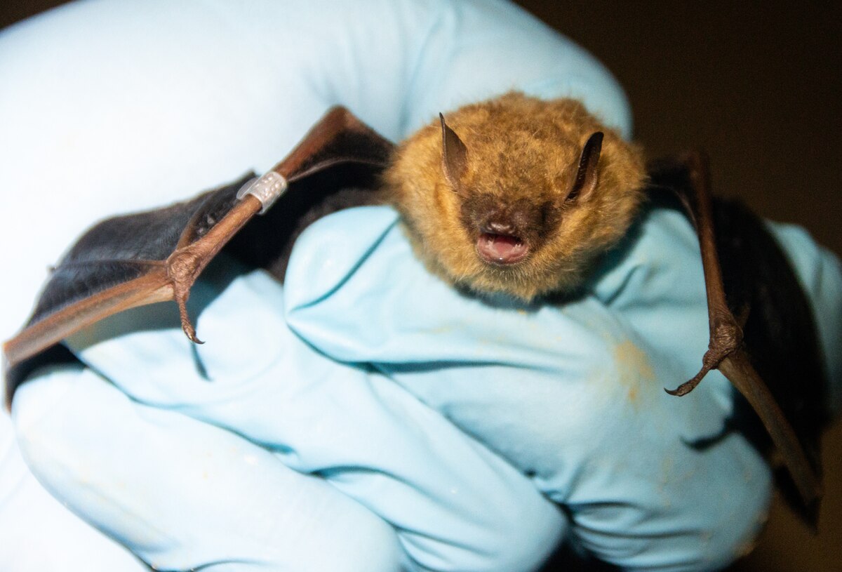 AEDC team members assist with bat research > Arnold Air Force Base ...