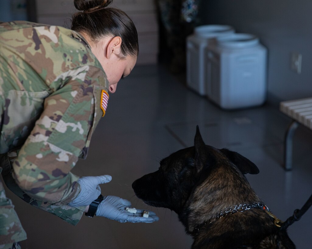 Canine’s best friend: US Army Soldier embraces job as animal care ...