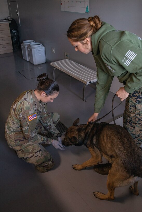 Canine’s best friend: US Army Soldier embraces job as animal care ...