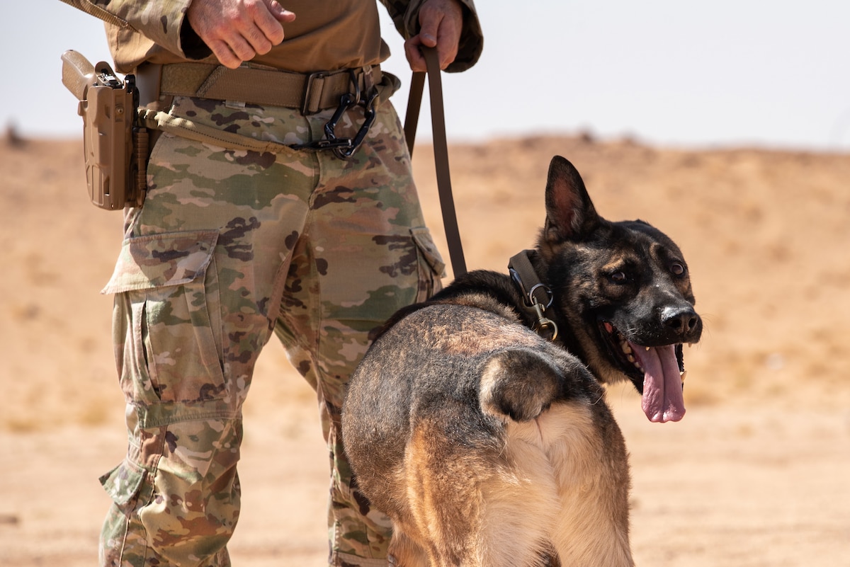 378th ESFS conduct handler training with military working dogs > Air ...