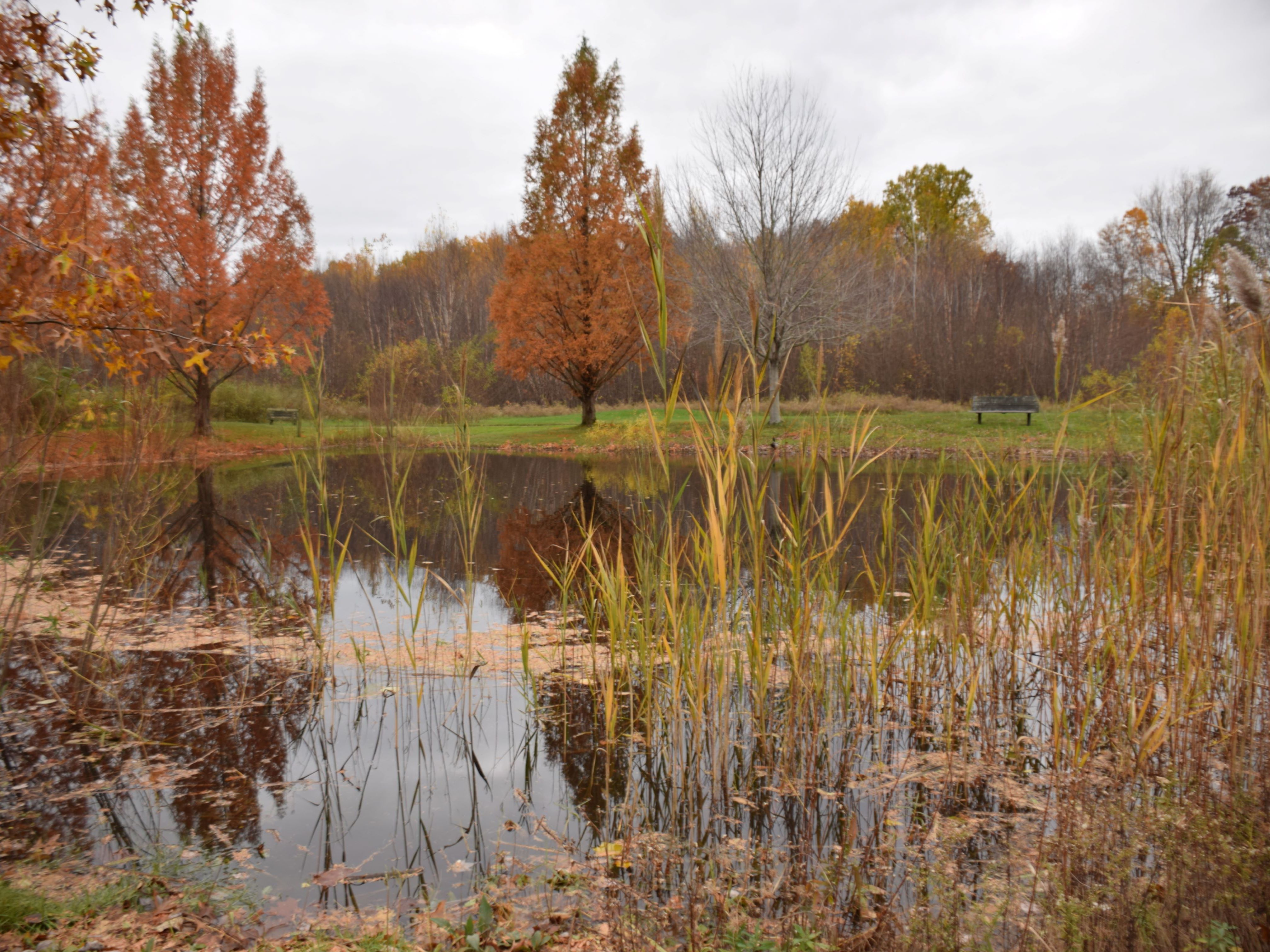 Arcola Creek Restoration