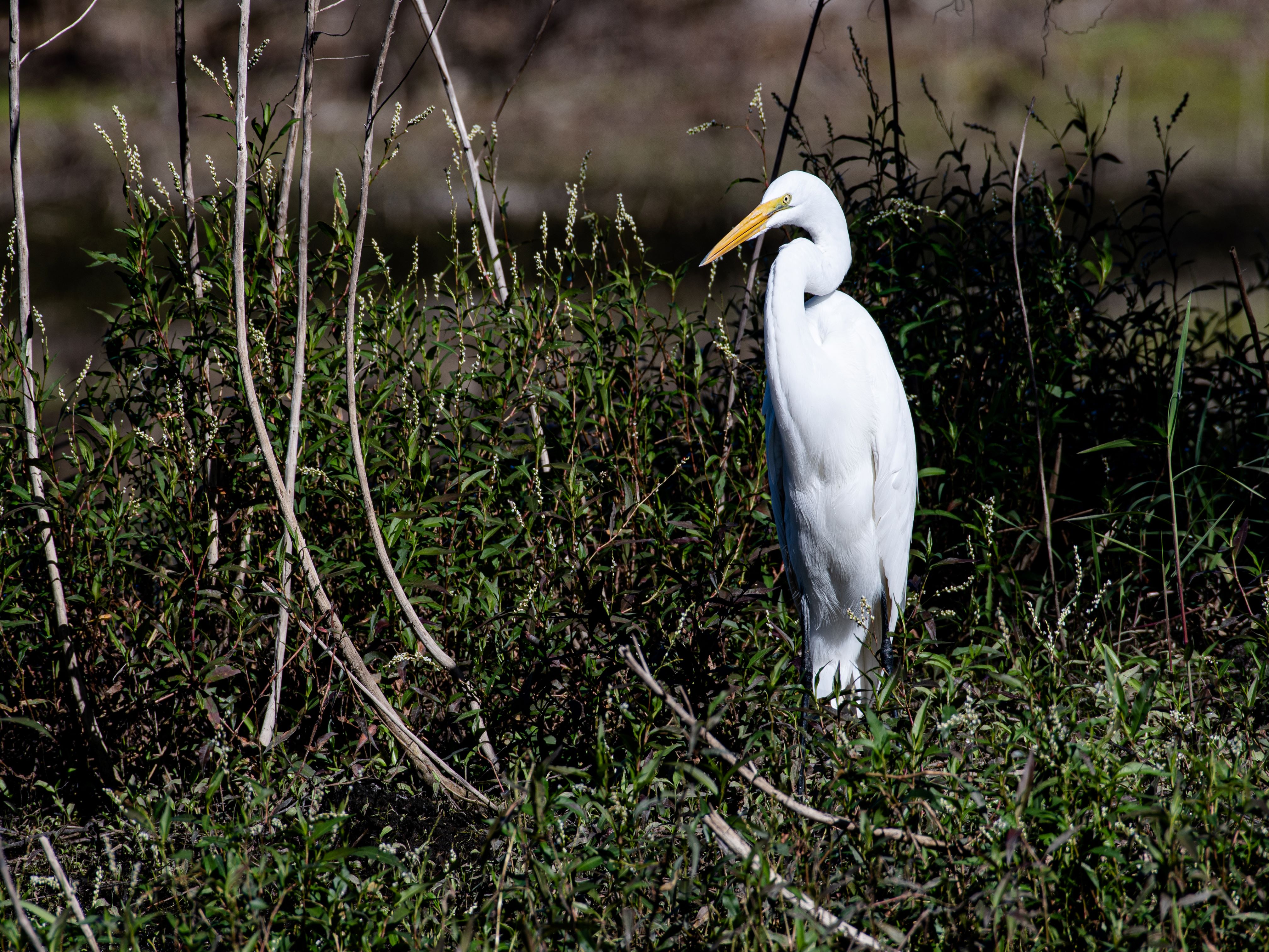 Great Egrets