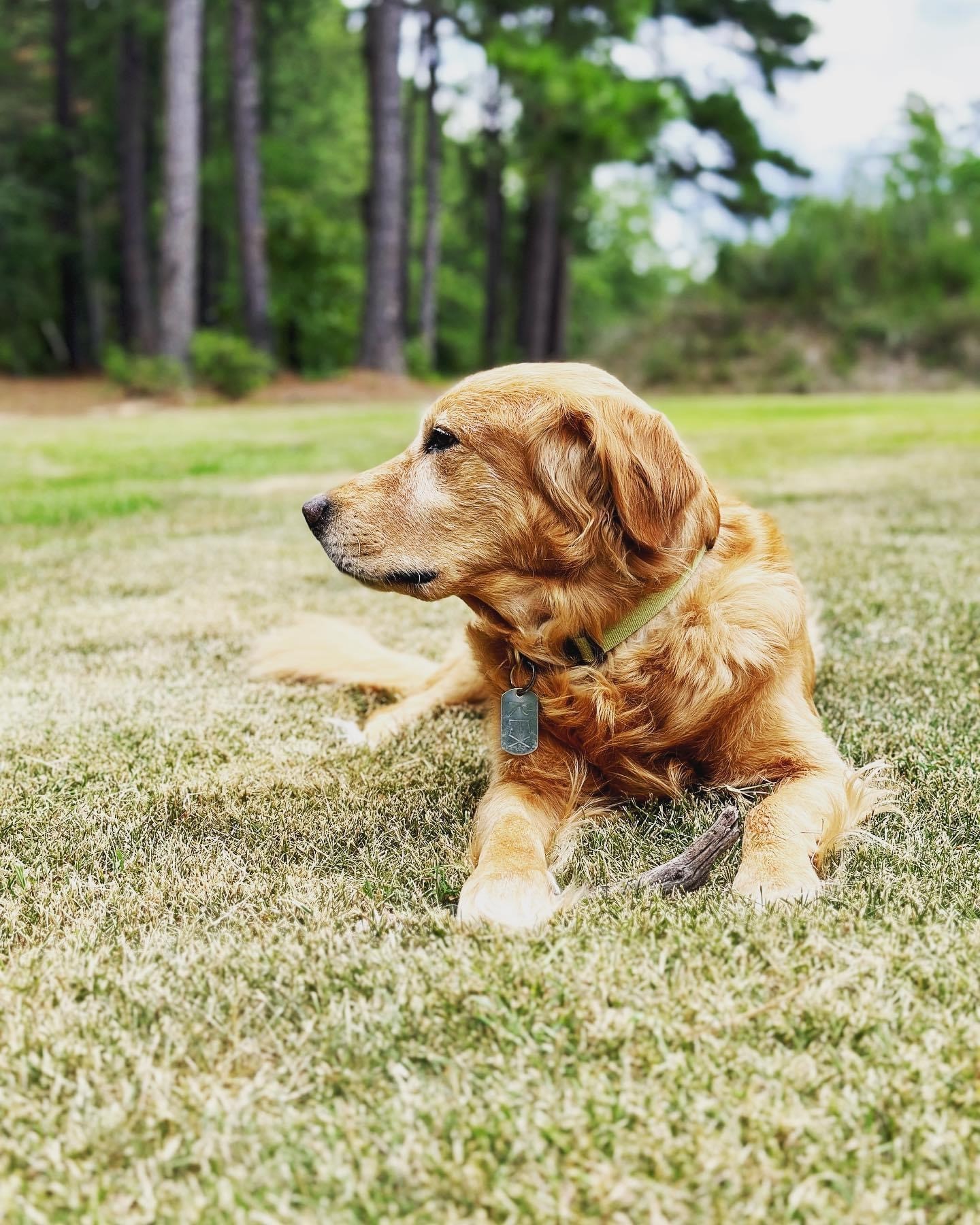 BJACH celebrates the Dog Days of Summer with the Defense Health Agency ...