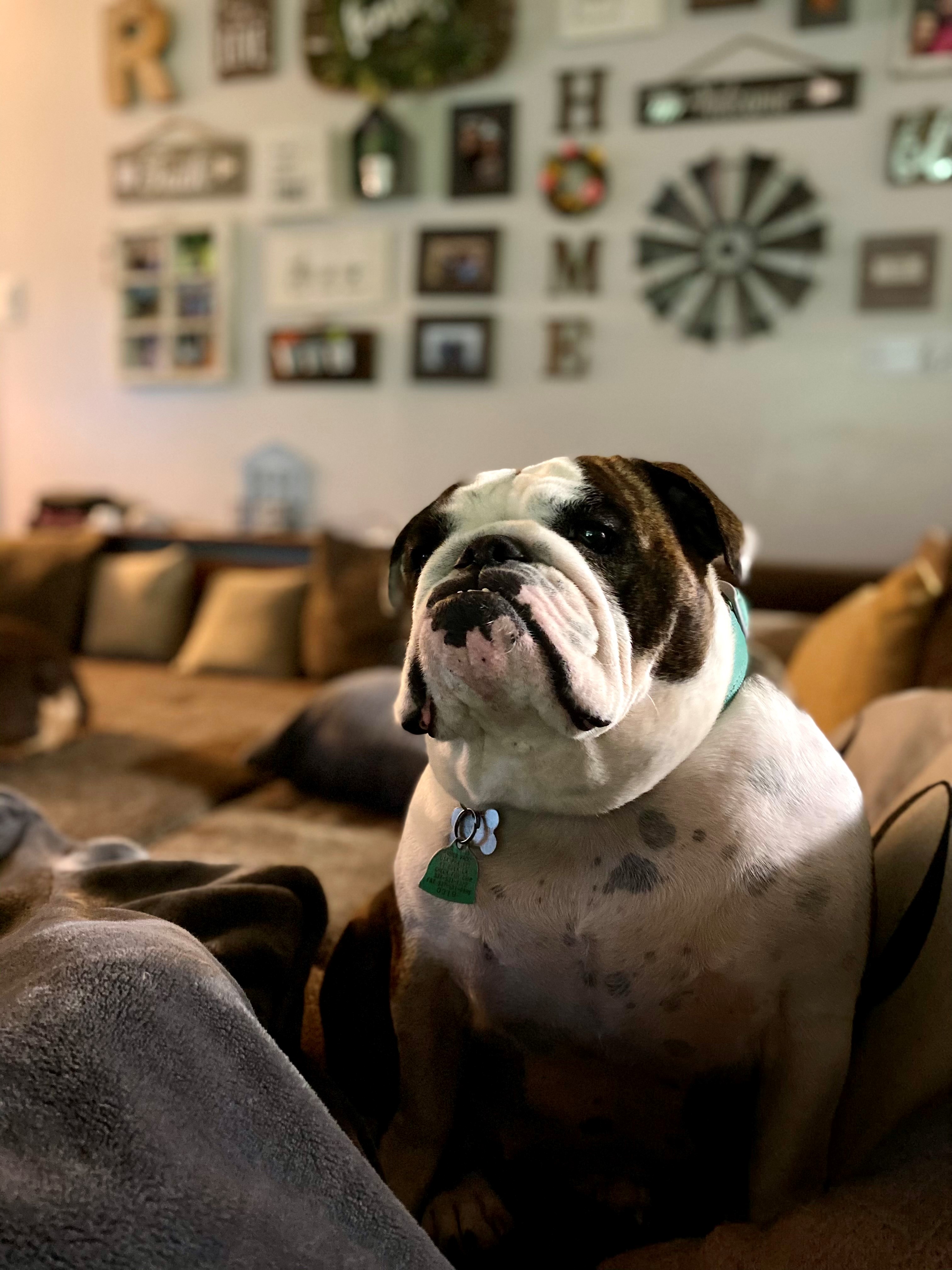 BJACH celebrates the Dog Days of Summer with the Defense Health Agency ...