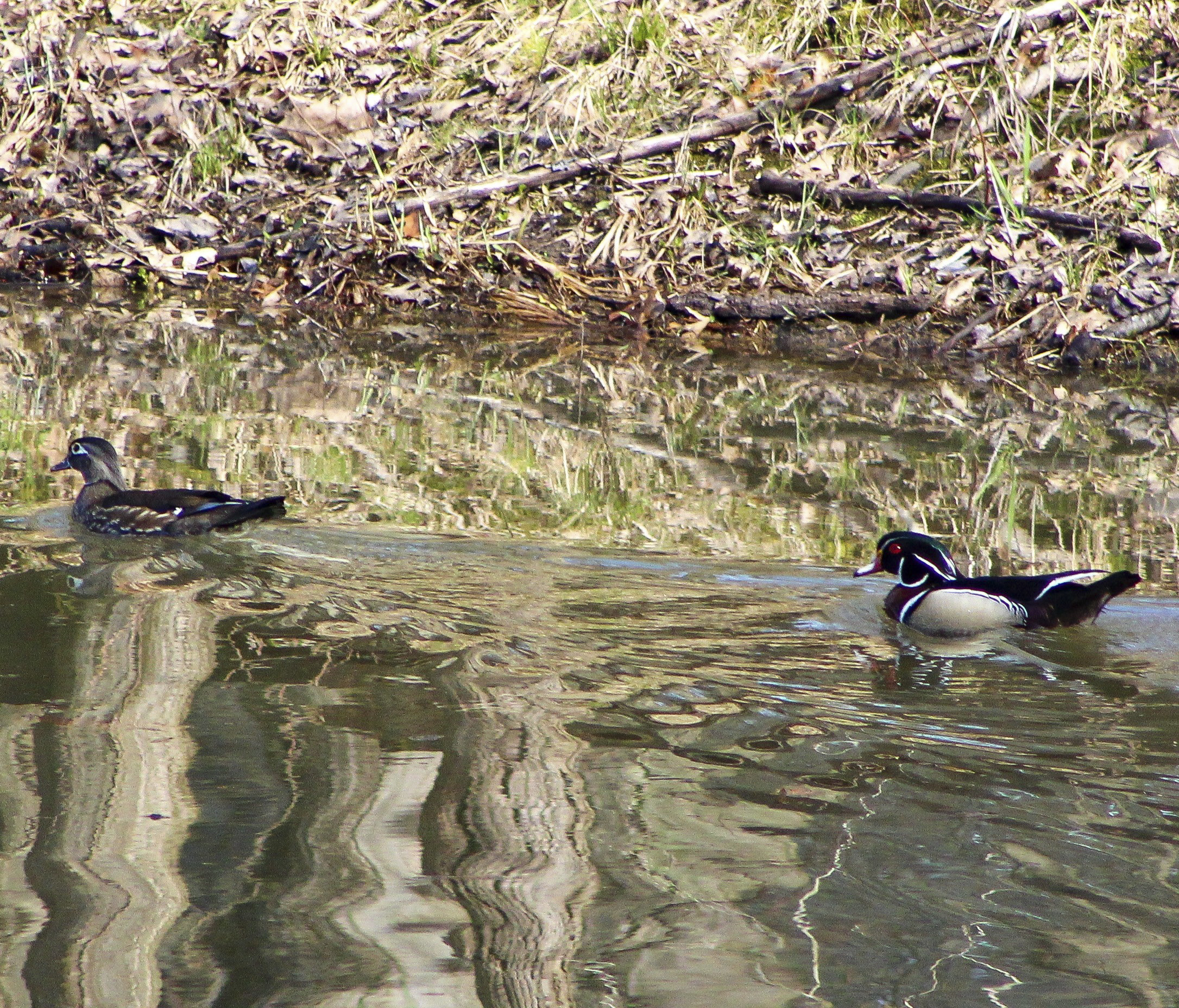 Headwaters Highlight: Rangers welcome bird watchers to Berlin Lake as a ...
